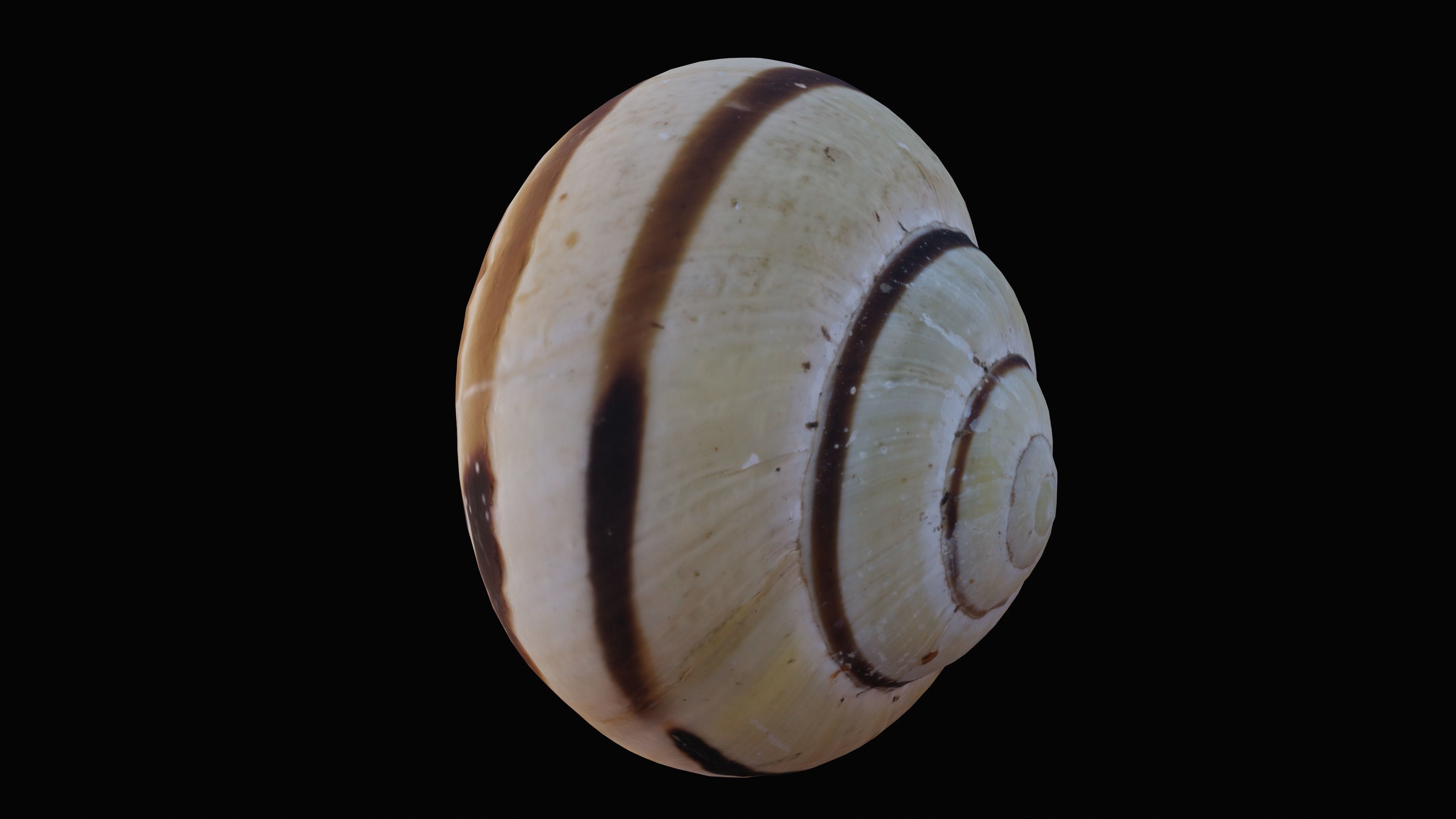 3D model Grove Band Snail Shell VR / AR / low-poly | CGTrader