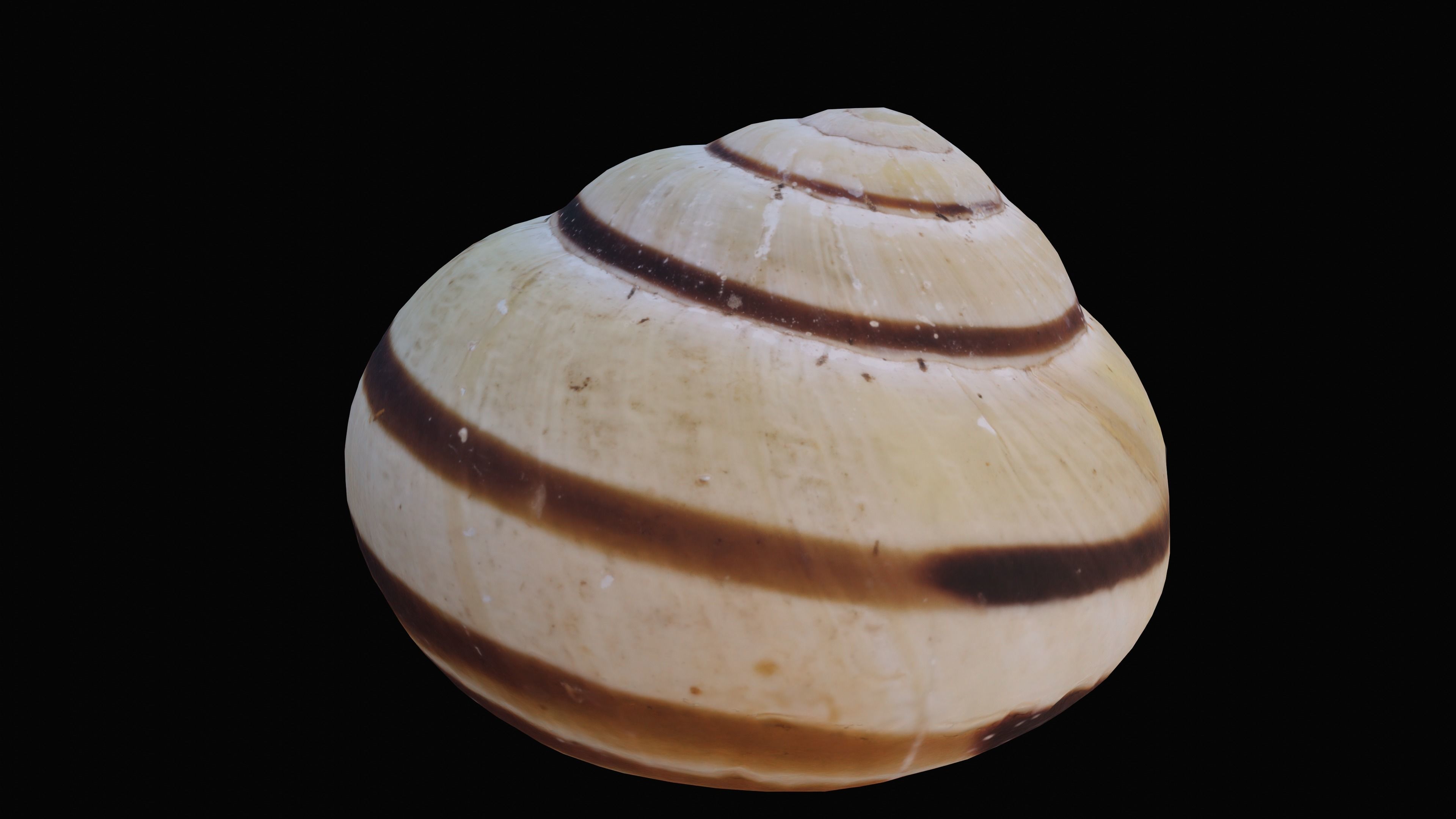 3D model Grove Band Snail Shell VR / AR / low-poly | CGTrader