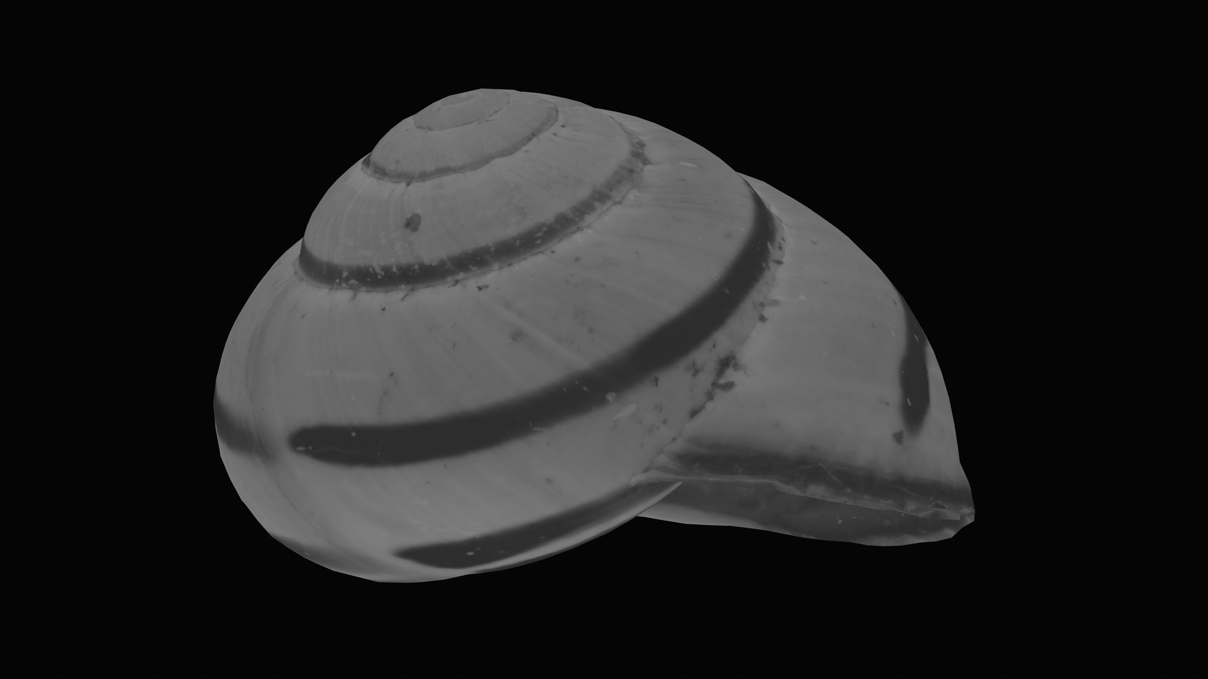 3D model Grove Band Snail Shell VR / AR / low-poly | CGTrader