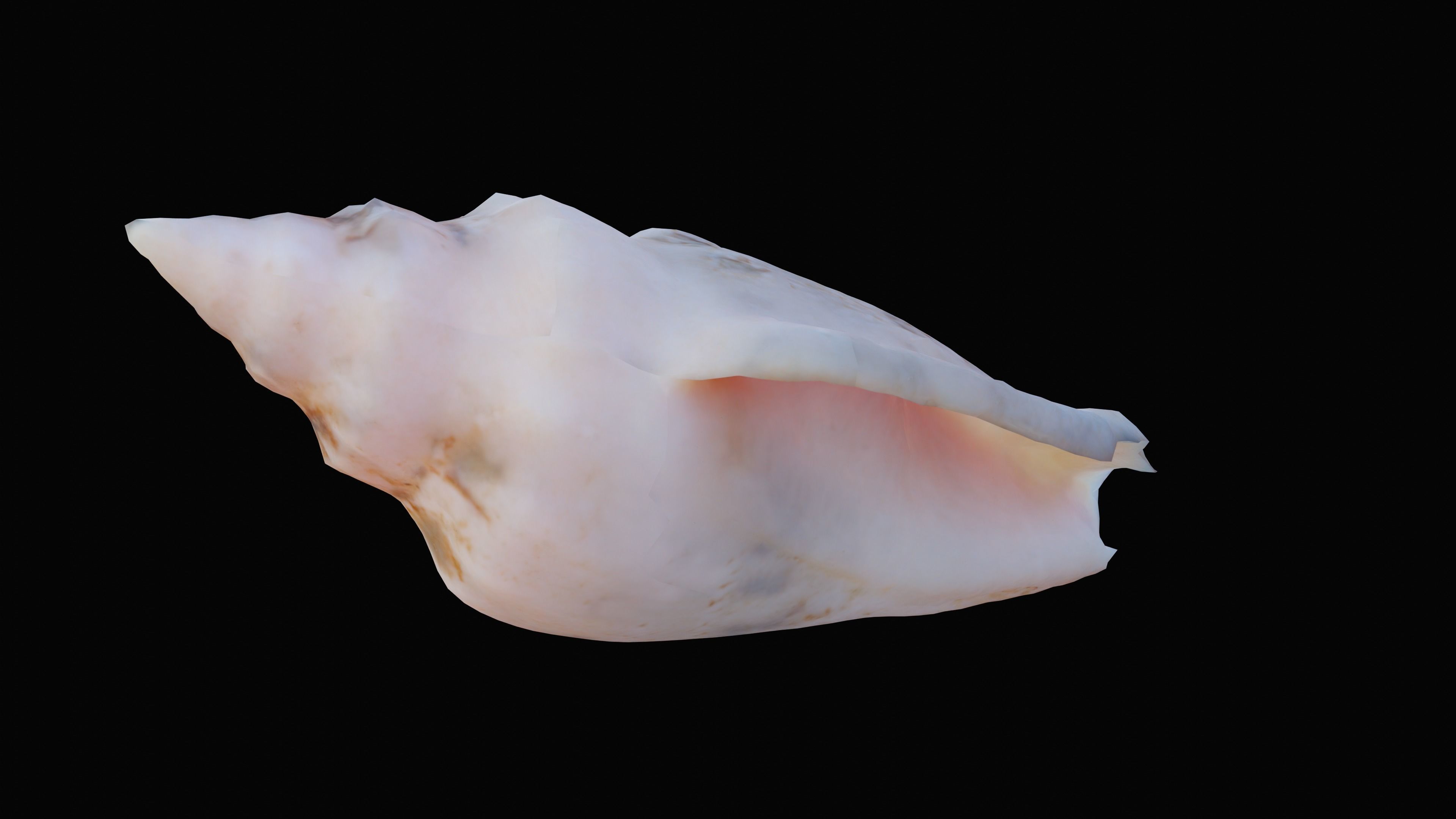 3D model Juvenile Conch Sea Shell VR / AR / low-poly | CGTrader