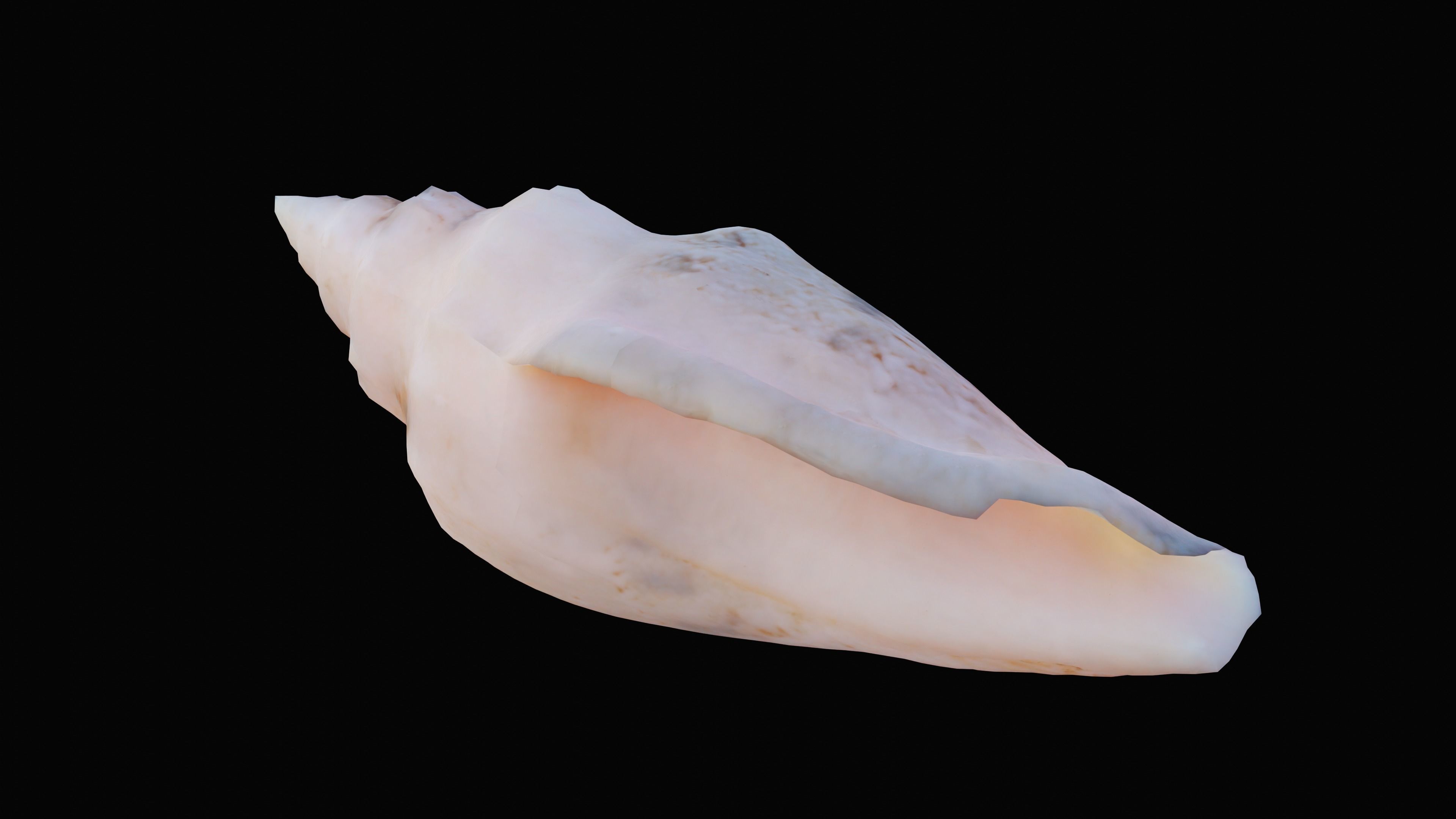 3D model Juvenile Conch Sea Shell VR / AR / low-poly | CGTrader