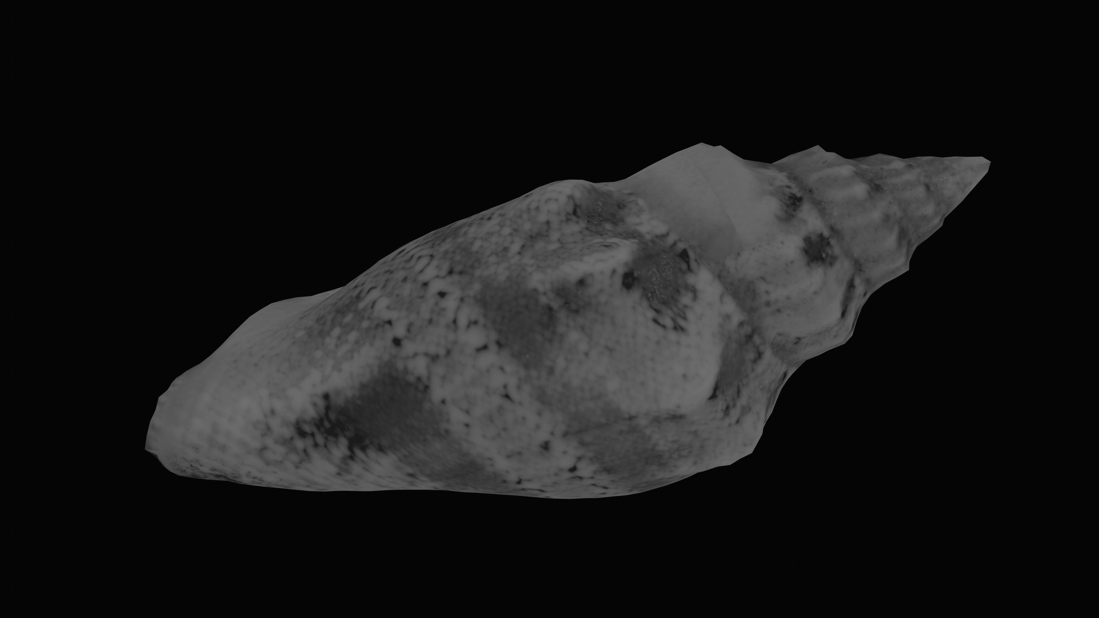 3D model Juvenile Conch Sea Shell VR / AR / low-poly | CGTrader