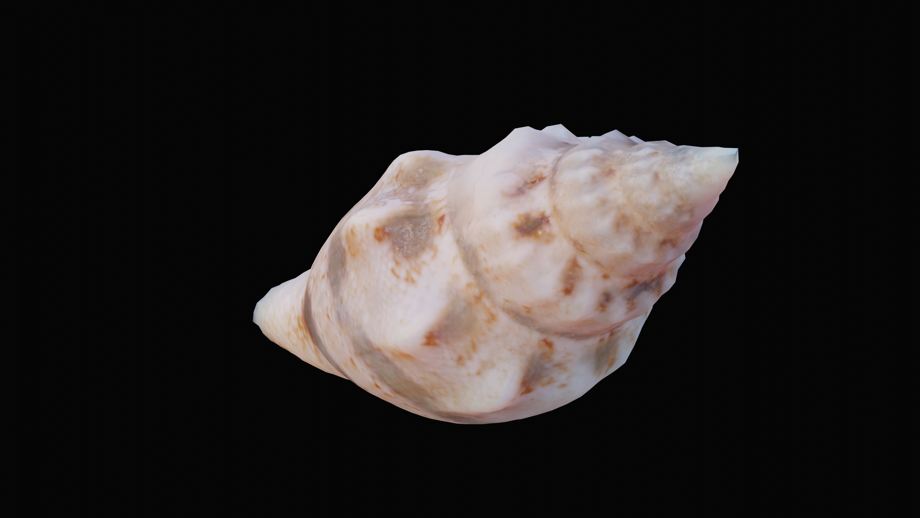 3D model Juvenile Conch Sea Shell VR / AR / low-poly | CGTrader