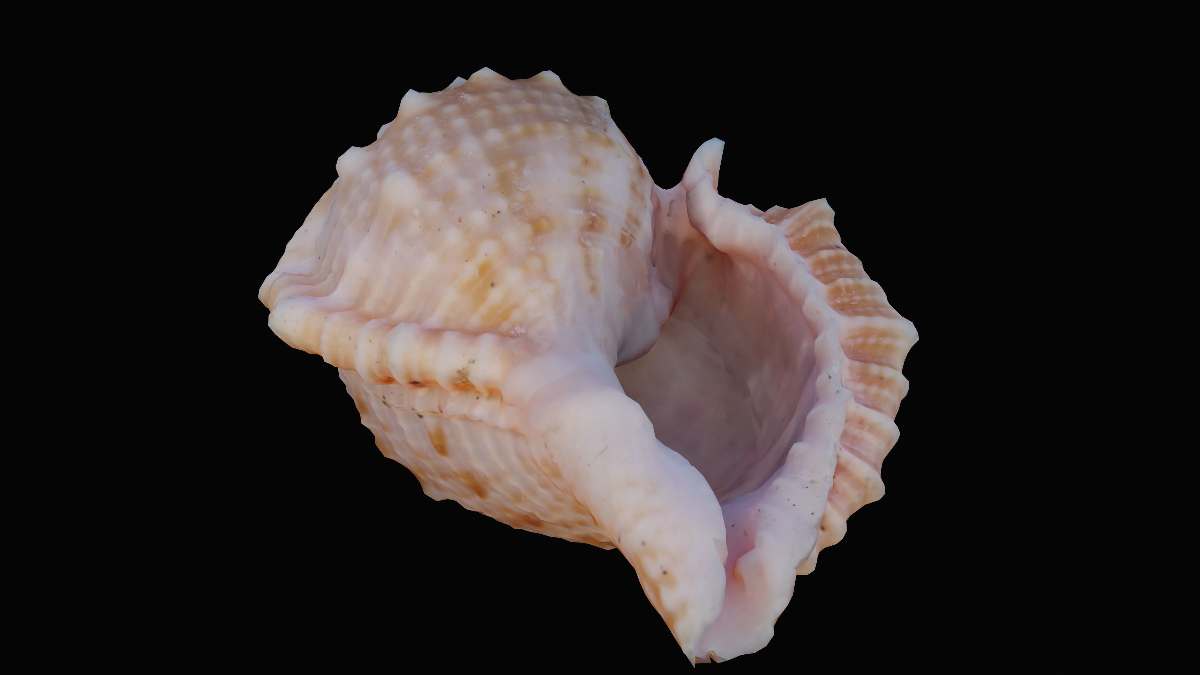 3D model Angular Triton Sea Shell VR / AR / low-poly | CGTrader