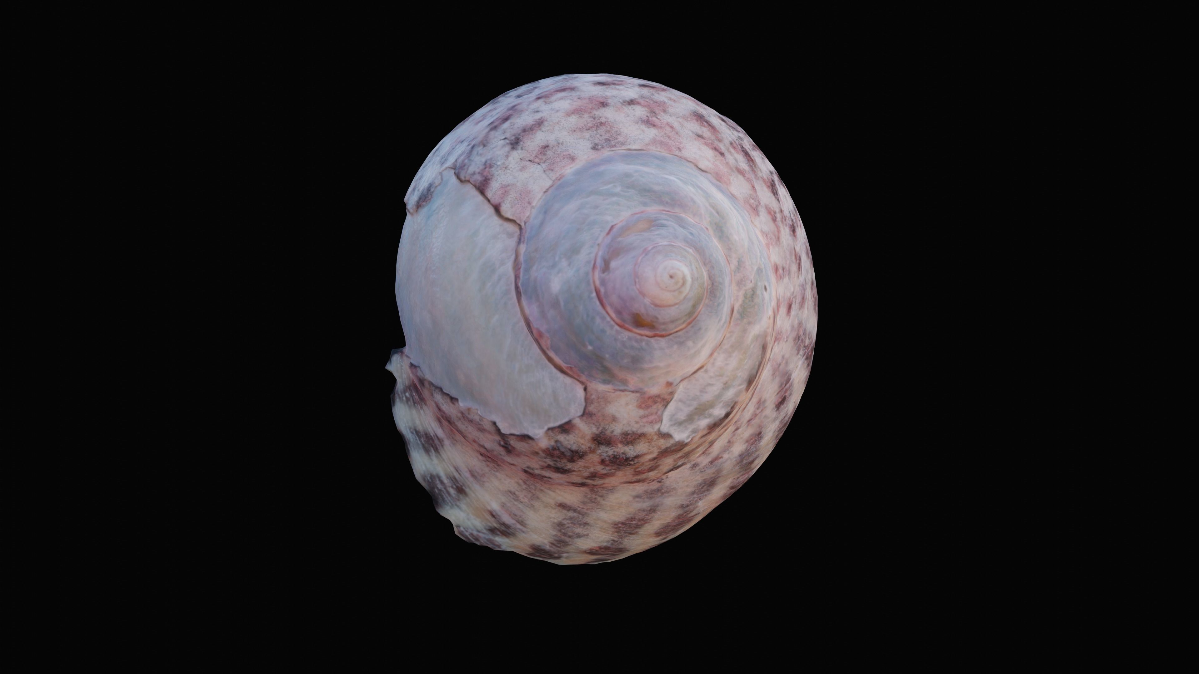 3D model Tessellate Nerita Sea Shell VR / AR / low-poly | CGTrader