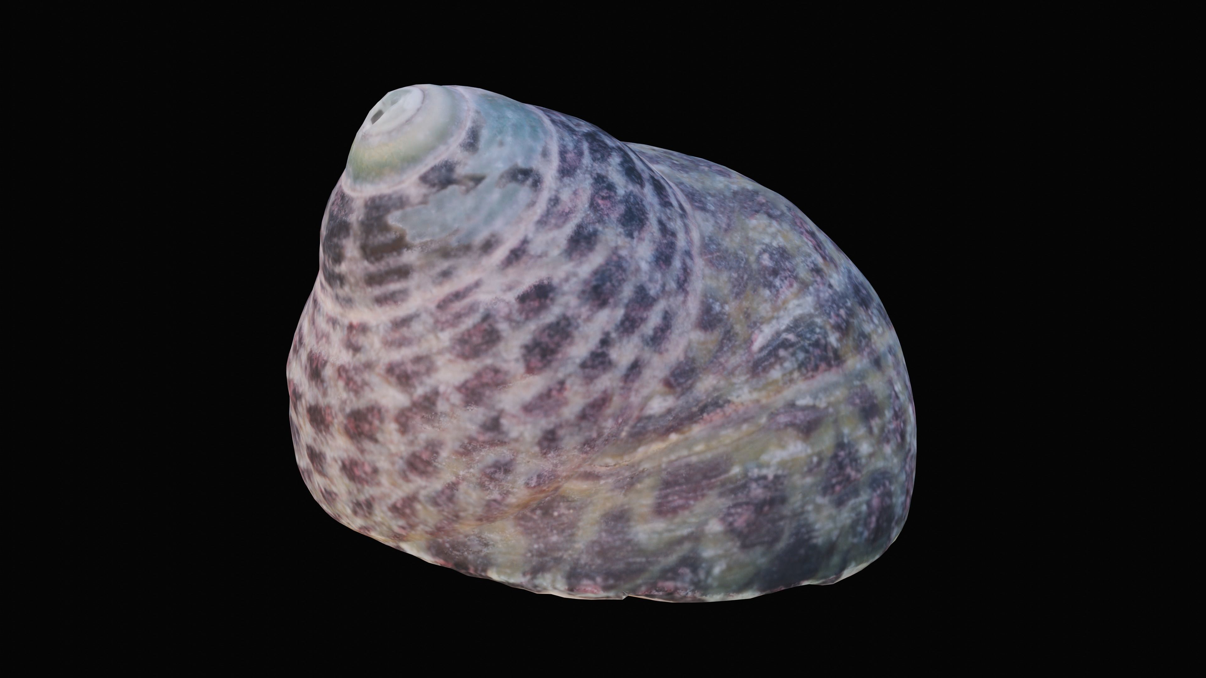 3D model Tessellate Nerita Sea Shell | CGTrader