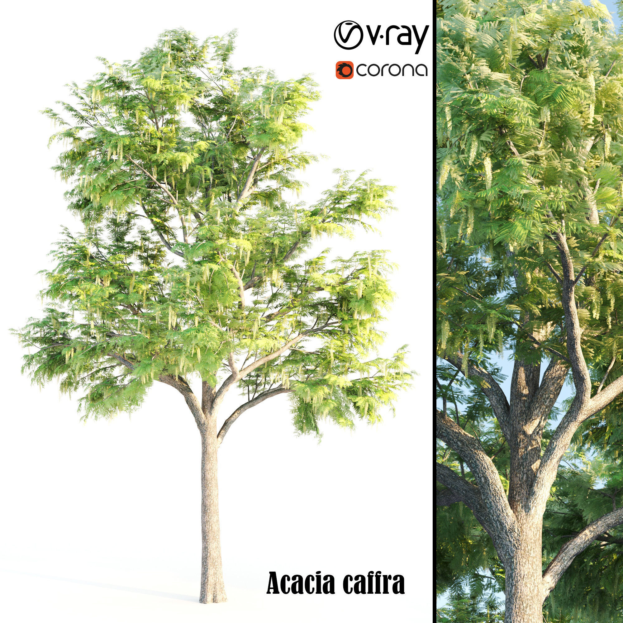 Acacia caffra 3D model | CGTrader