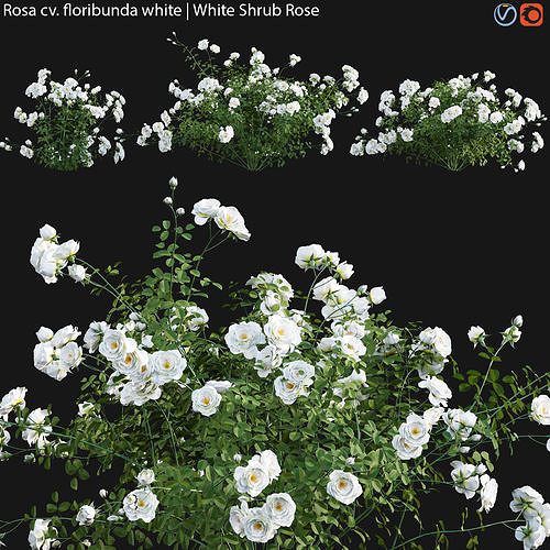 Rosa cv floribunda white - White Shrub Rose 01 3D model | CGTrader