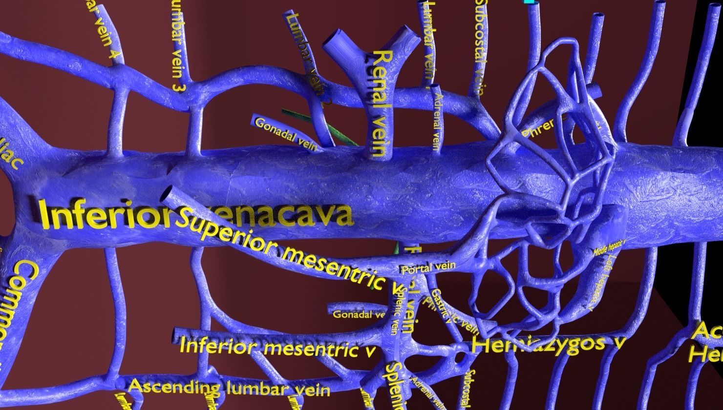 Venous System Thorax Abdominal Vein Labelled 3d Model Cgtrader