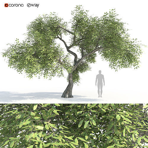 Green tree 2 3D model | CGTrader
