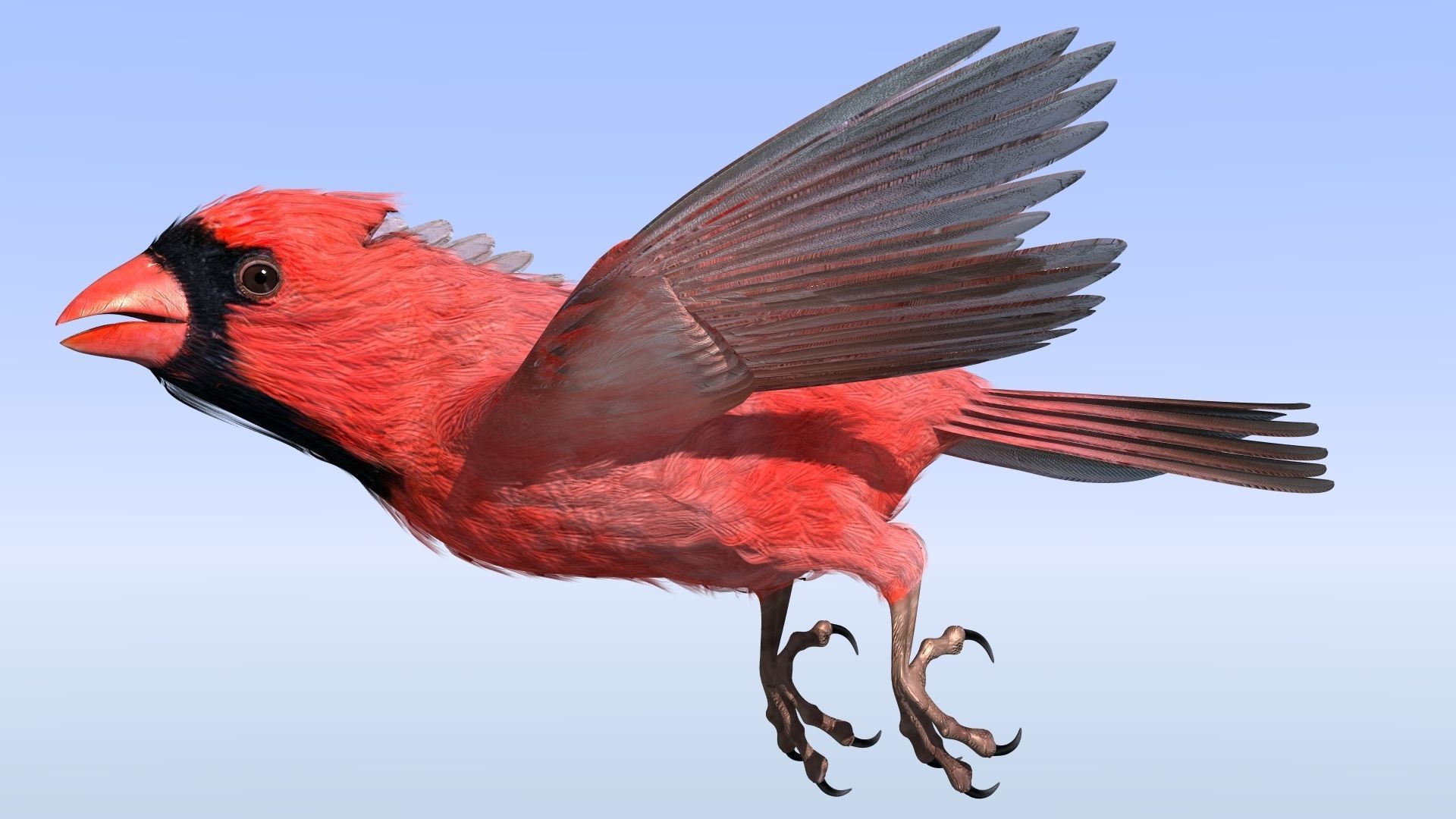 3D model Northern Cardinal - rigged - animated VR / AR / low-poly ...
