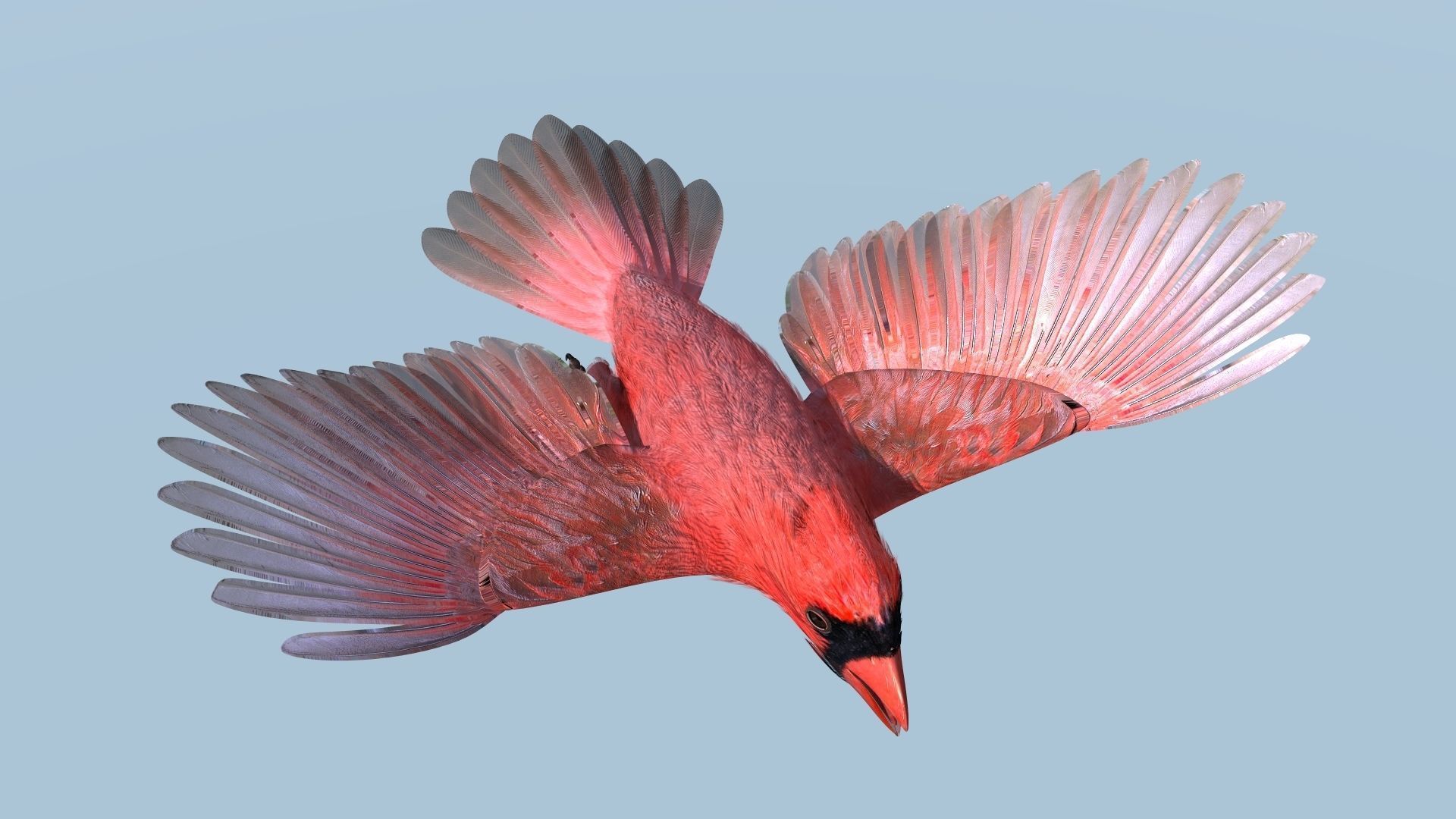 3D model Northern Cardinal - rigged - animated VR / AR / low-poly ...