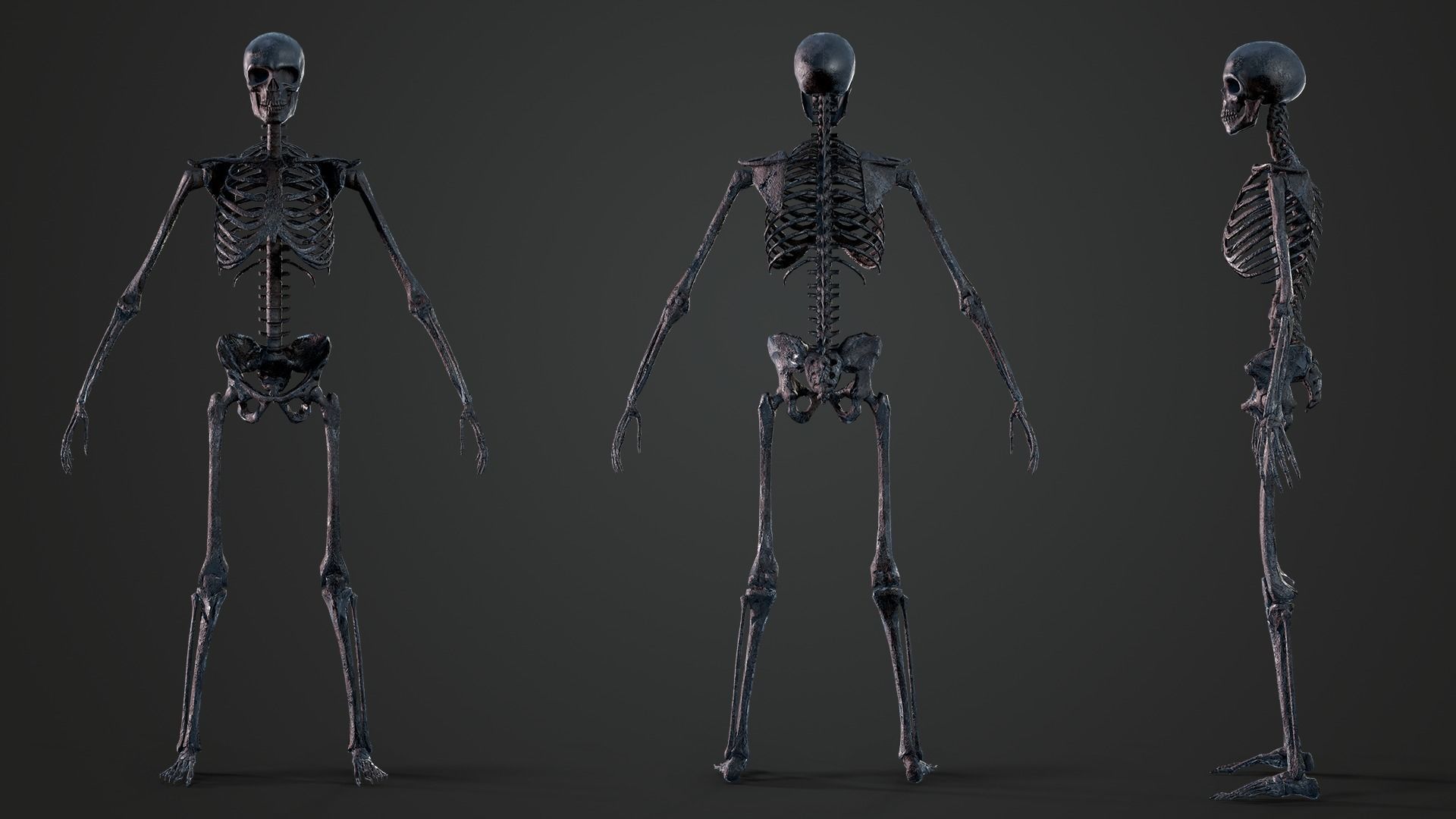 3D model Skeleton Humanoid - Game Ready VR / AR / low-poly rigged ...