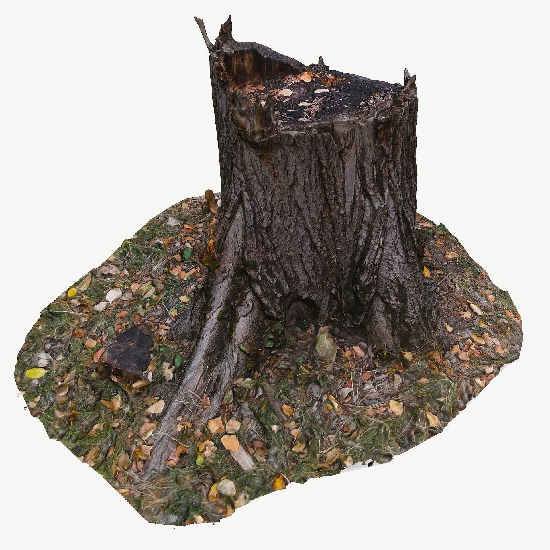 3D model 3D scan BPR tree stump 02 VR / AR / low-poly | CGTrader