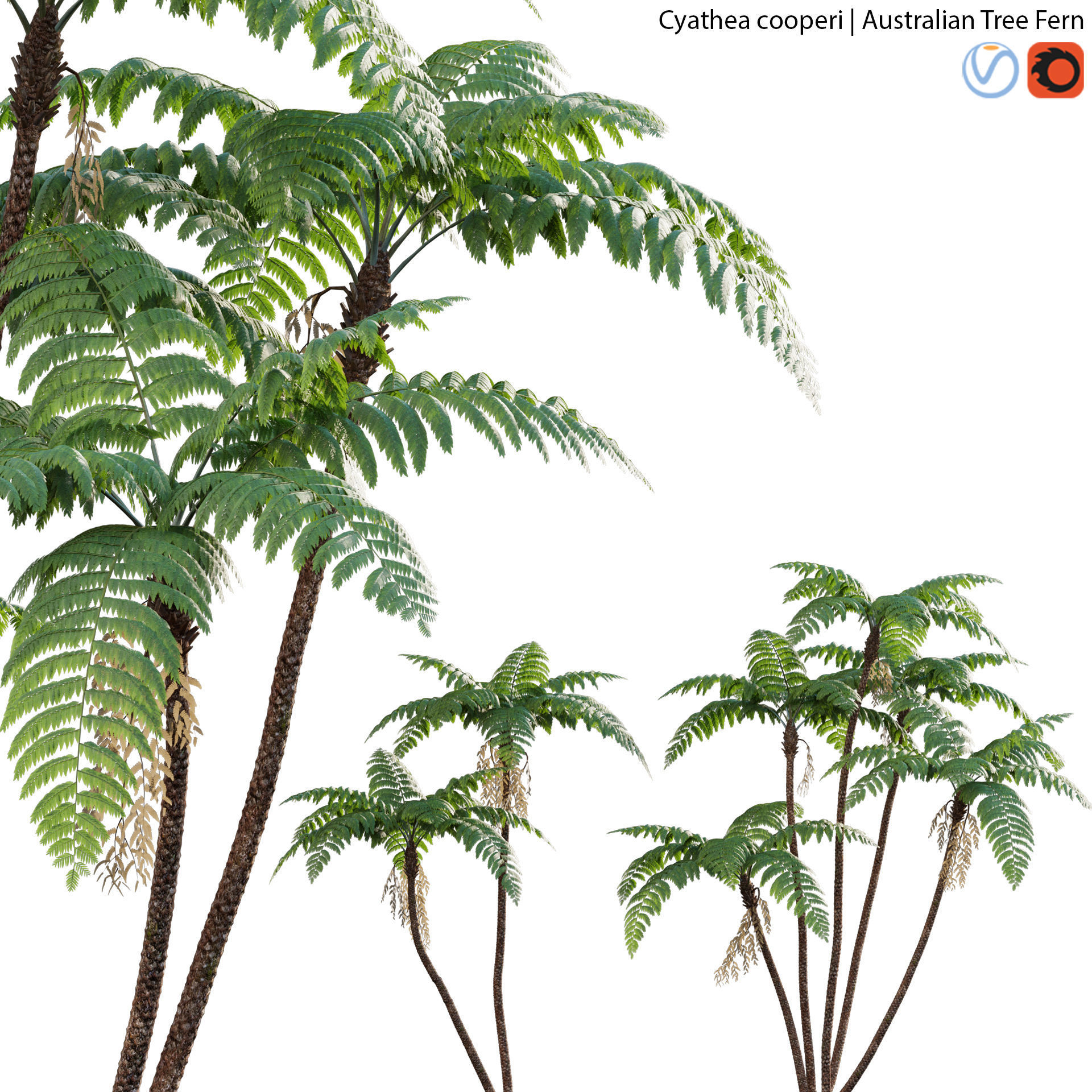 Cyathea cooperi - Australian Tree Fern - 01 3D model