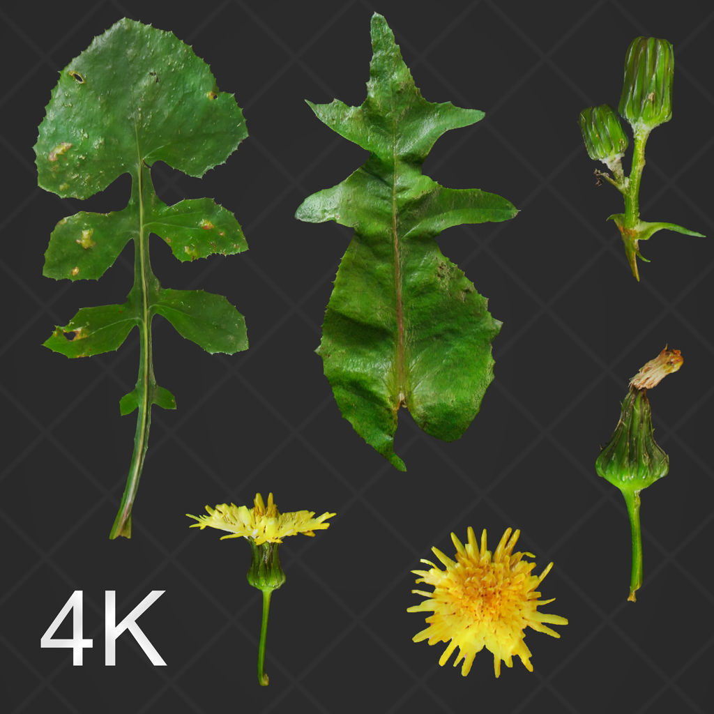 4K PBR Dandelion Photoscan atlas Texture | CGTrader