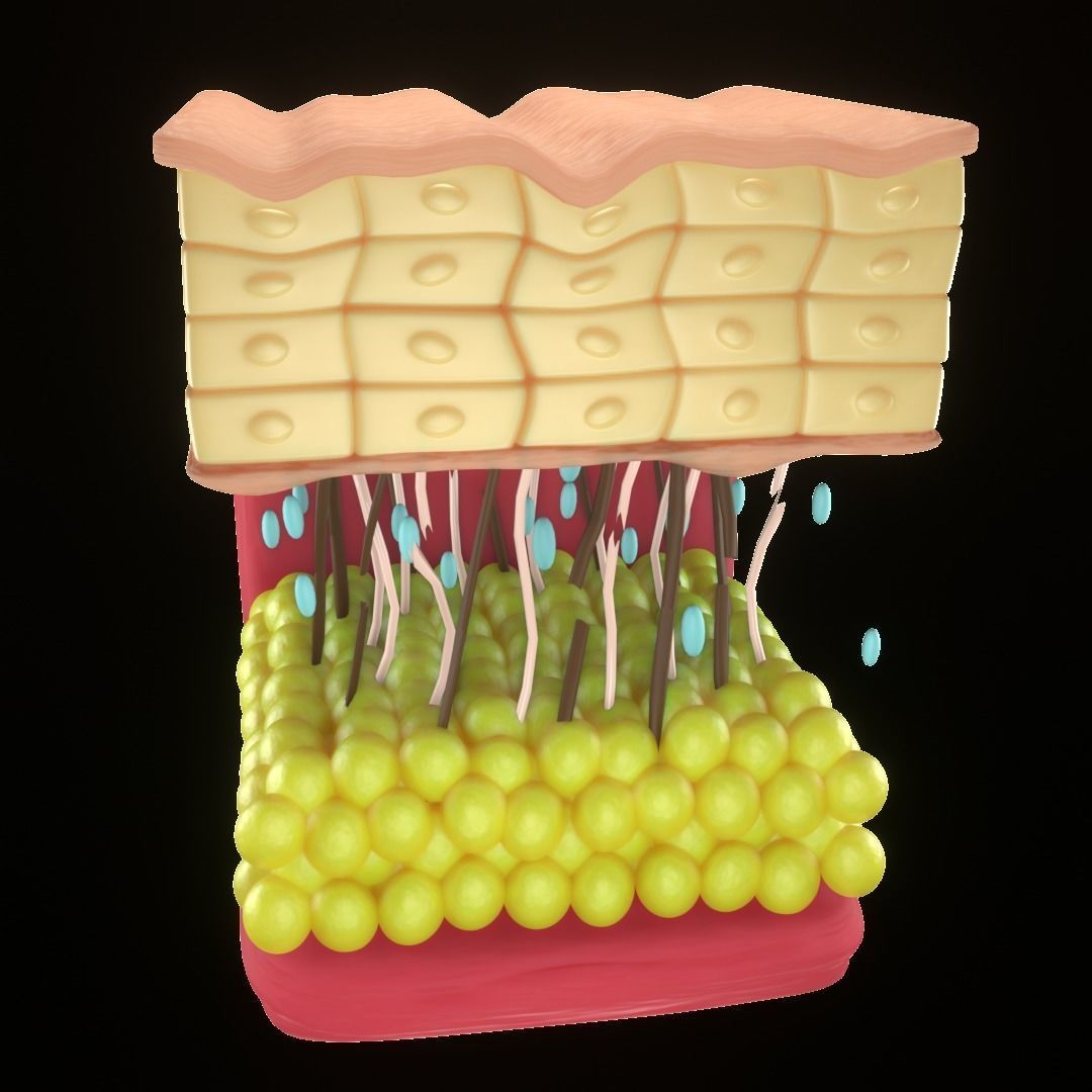 skin grows old animated 3D model animated | CGTrader