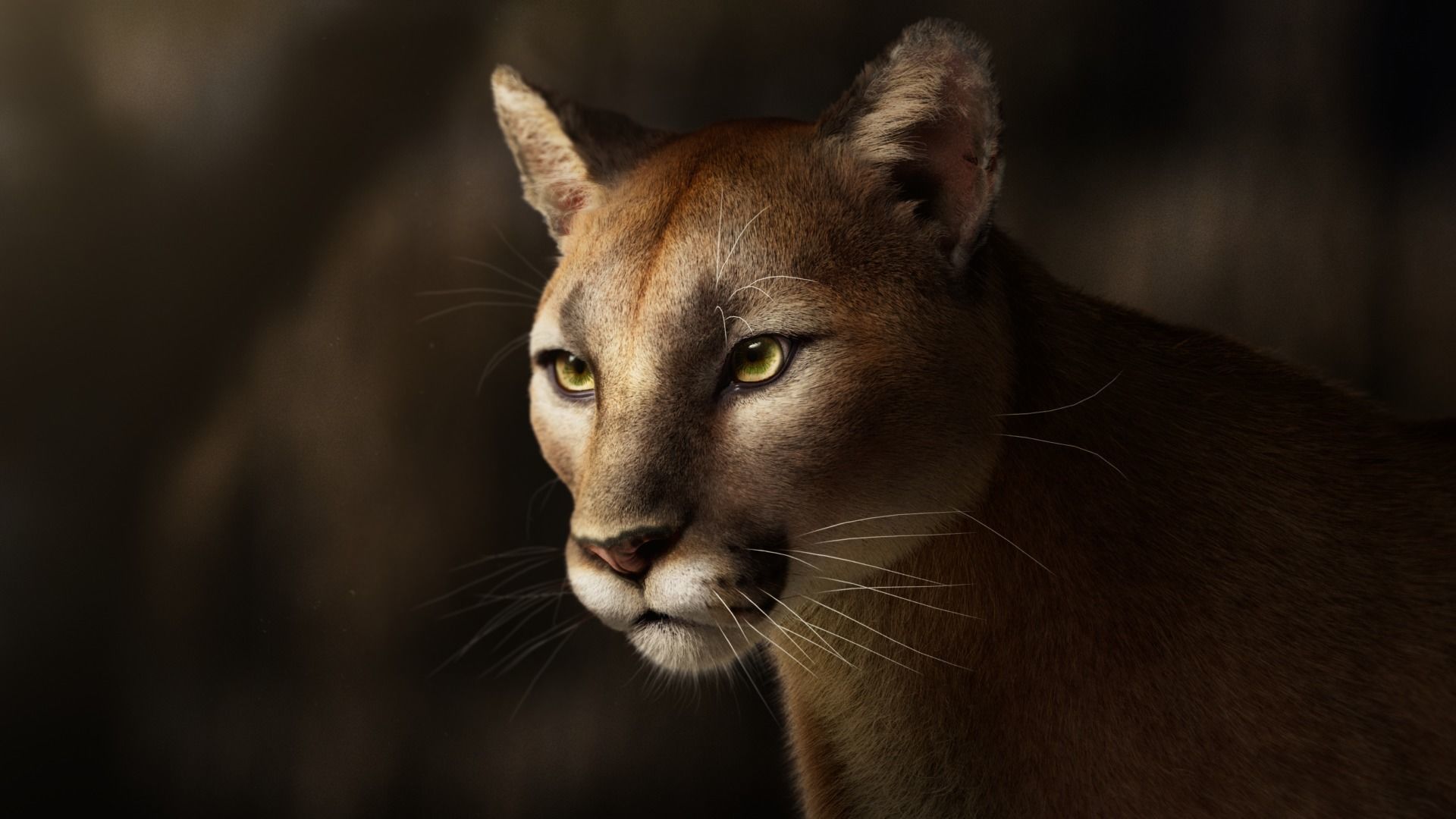 Puma Animated 3D model animated rigged | CGTrader