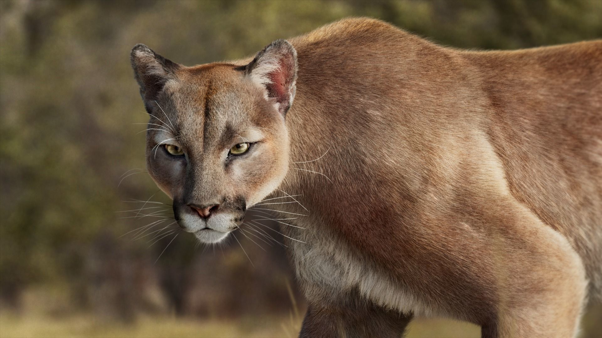 Puma Animated 3D model animated rigged | CGTrader