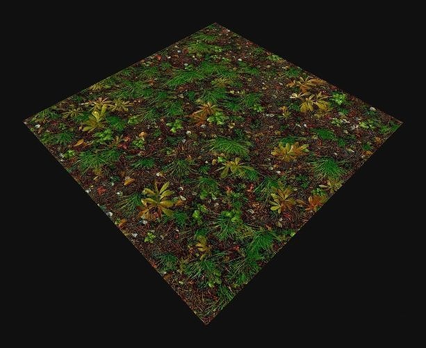 Forest Ground Texture free Texture | CGTrader