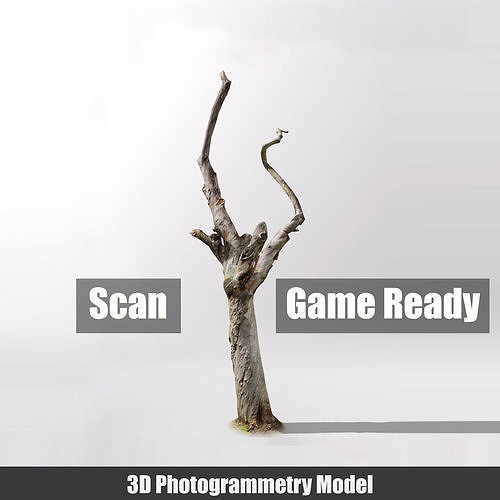 3D model Tree dead 01 Scan VR / AR / low-poly | CGTrader