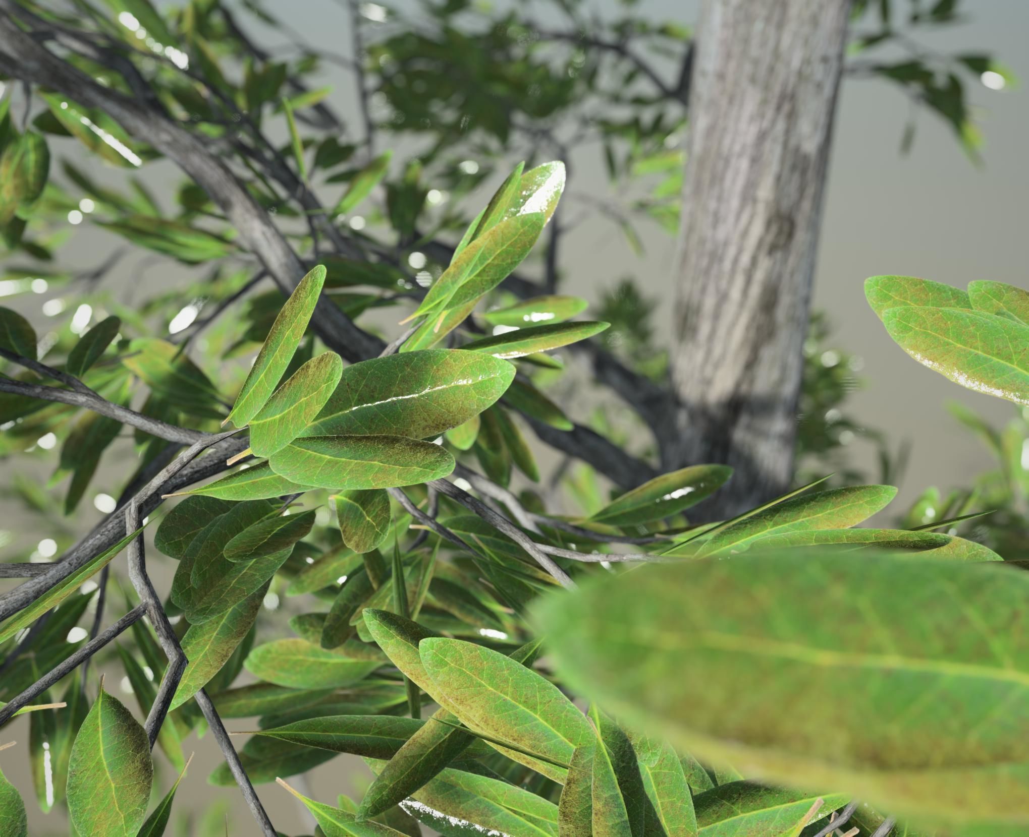 Southern poplar tree free 3D model | CGTrader