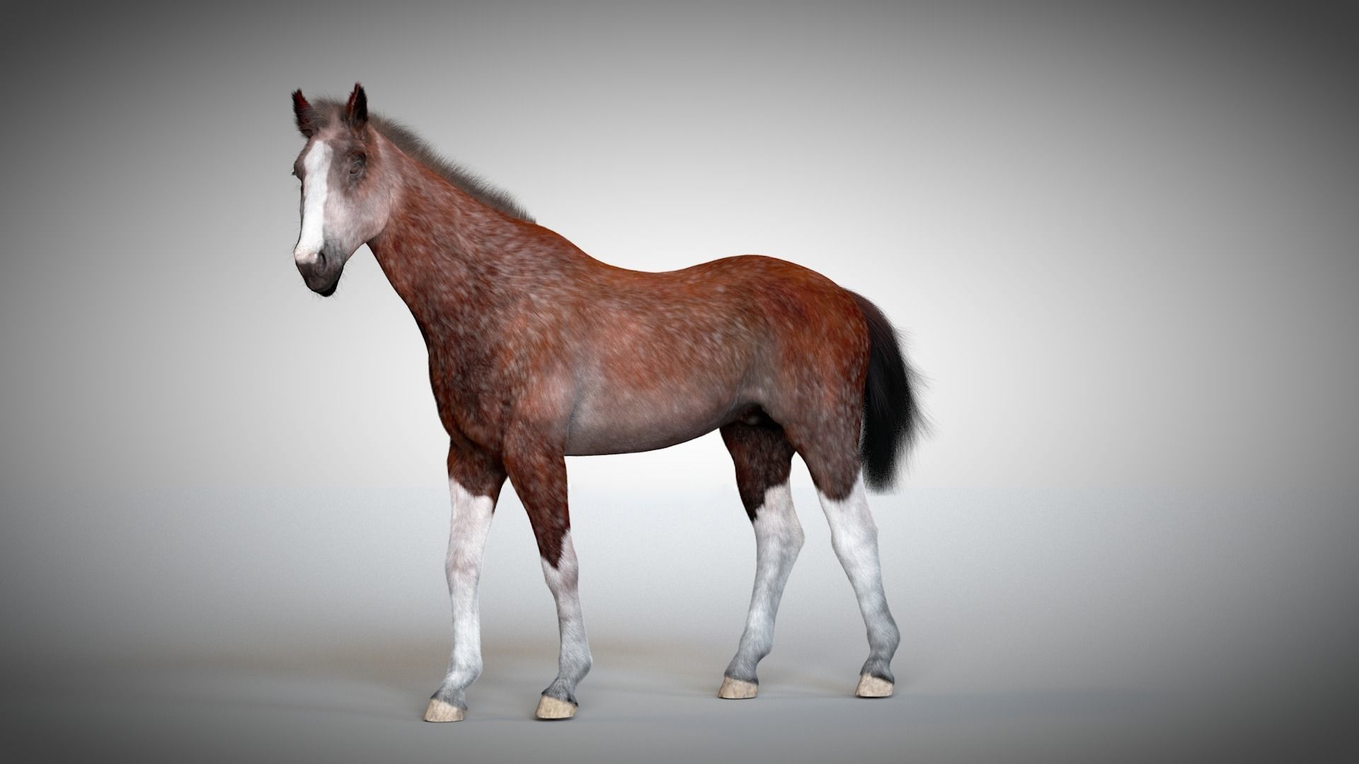 Rigged and Animated Stallion 3D model animated rigged | CGTrader