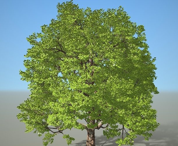 Huge tree 3D model | CGTrader