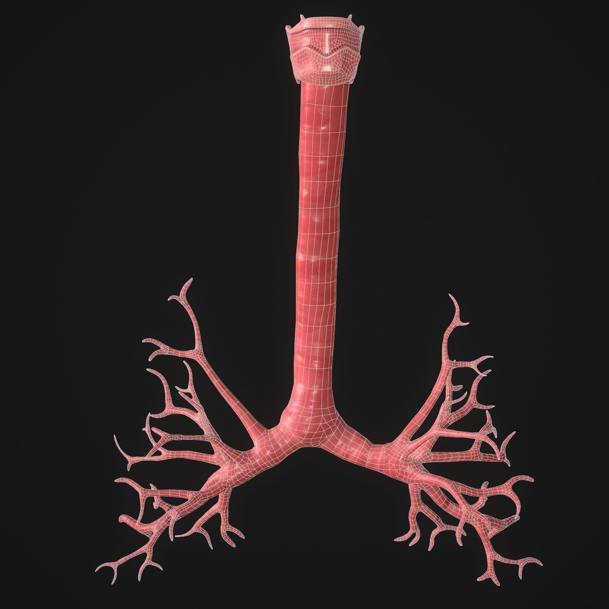3D model Human Bronchi VR / AR / low-poly | CGTrader
