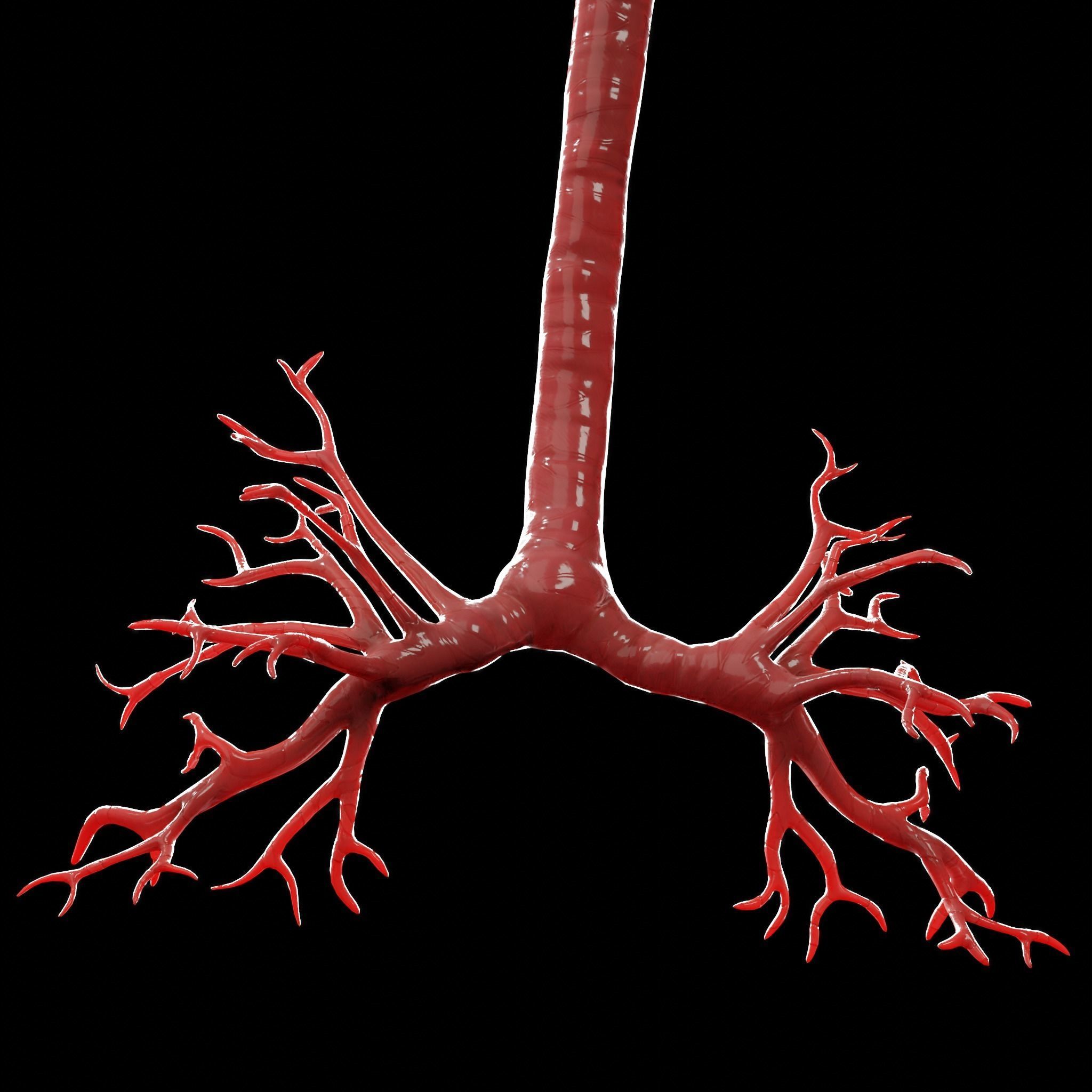 3D model Human Bronchi VR / AR / low-poly | CGTrader