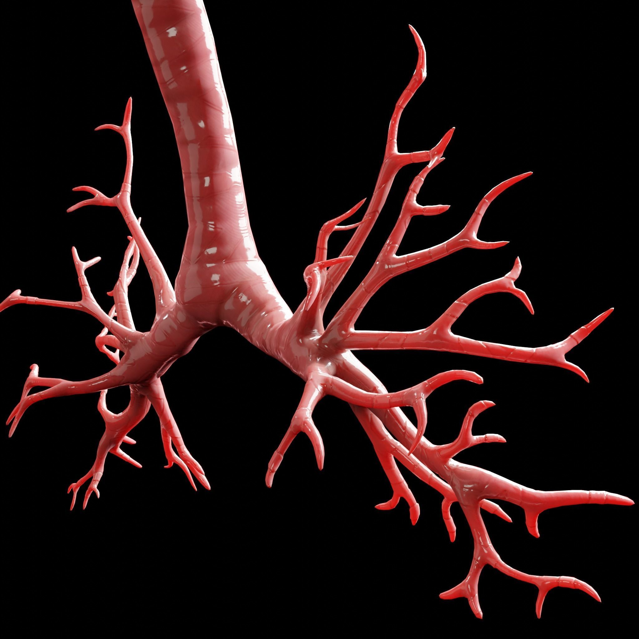 3D model Human Bronchi VR / AR / low-poly | CGTrader