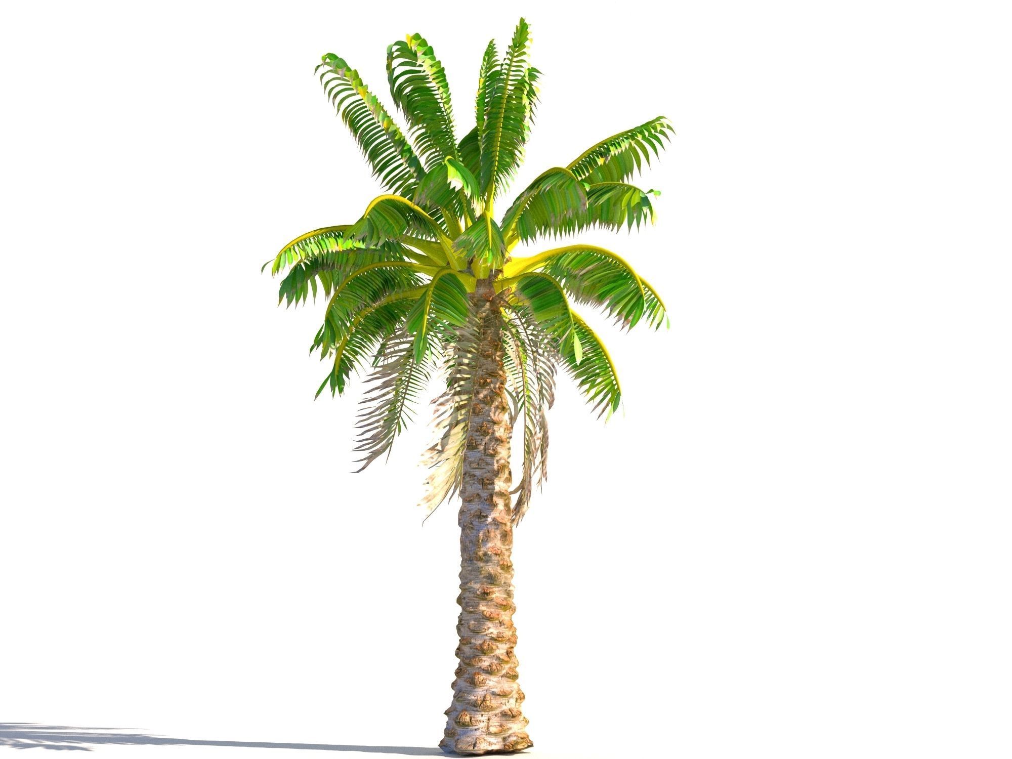 Animated Palm Trees 3D model animated | CGTrader