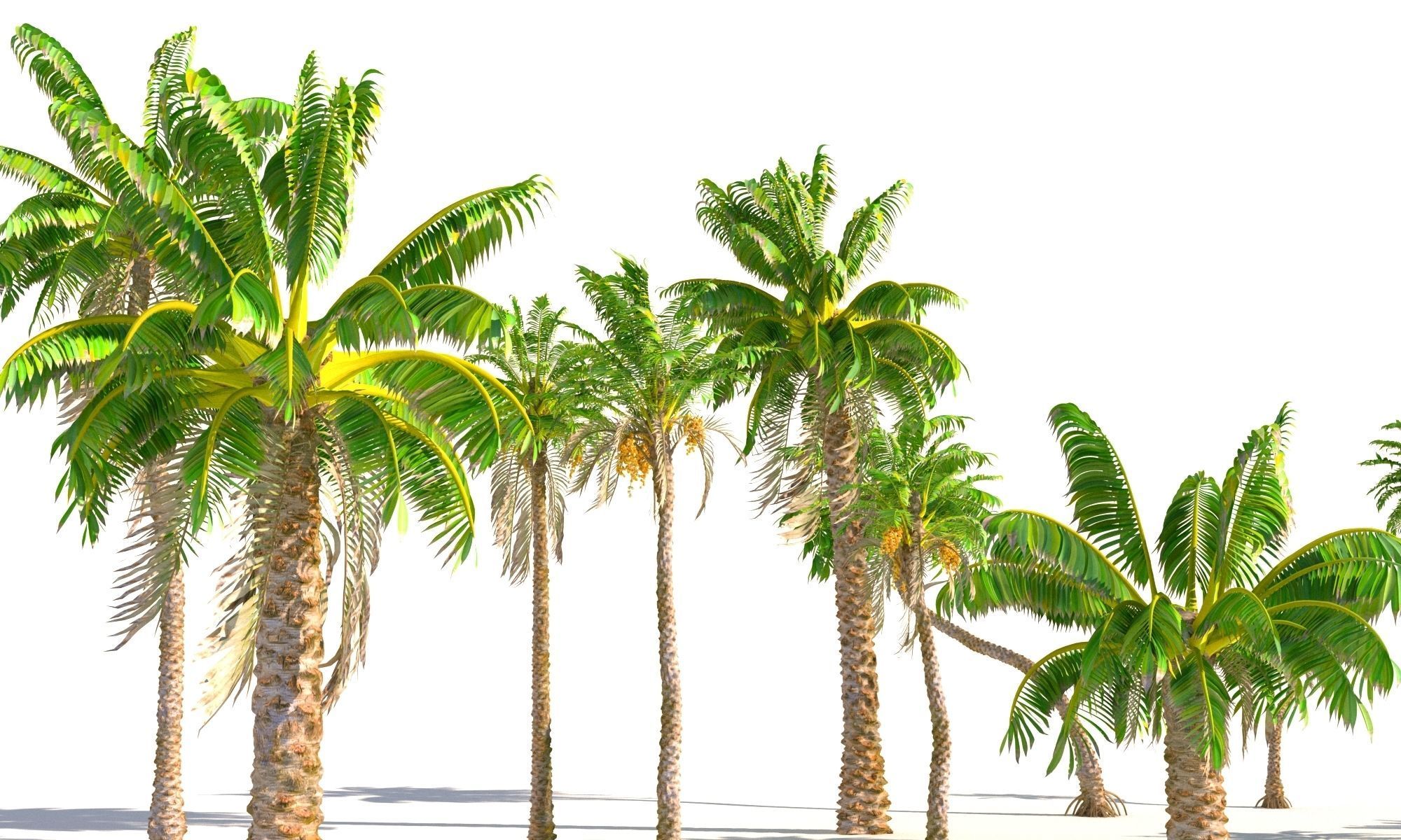 Animated Palm Trees 3D model animated | CGTrader