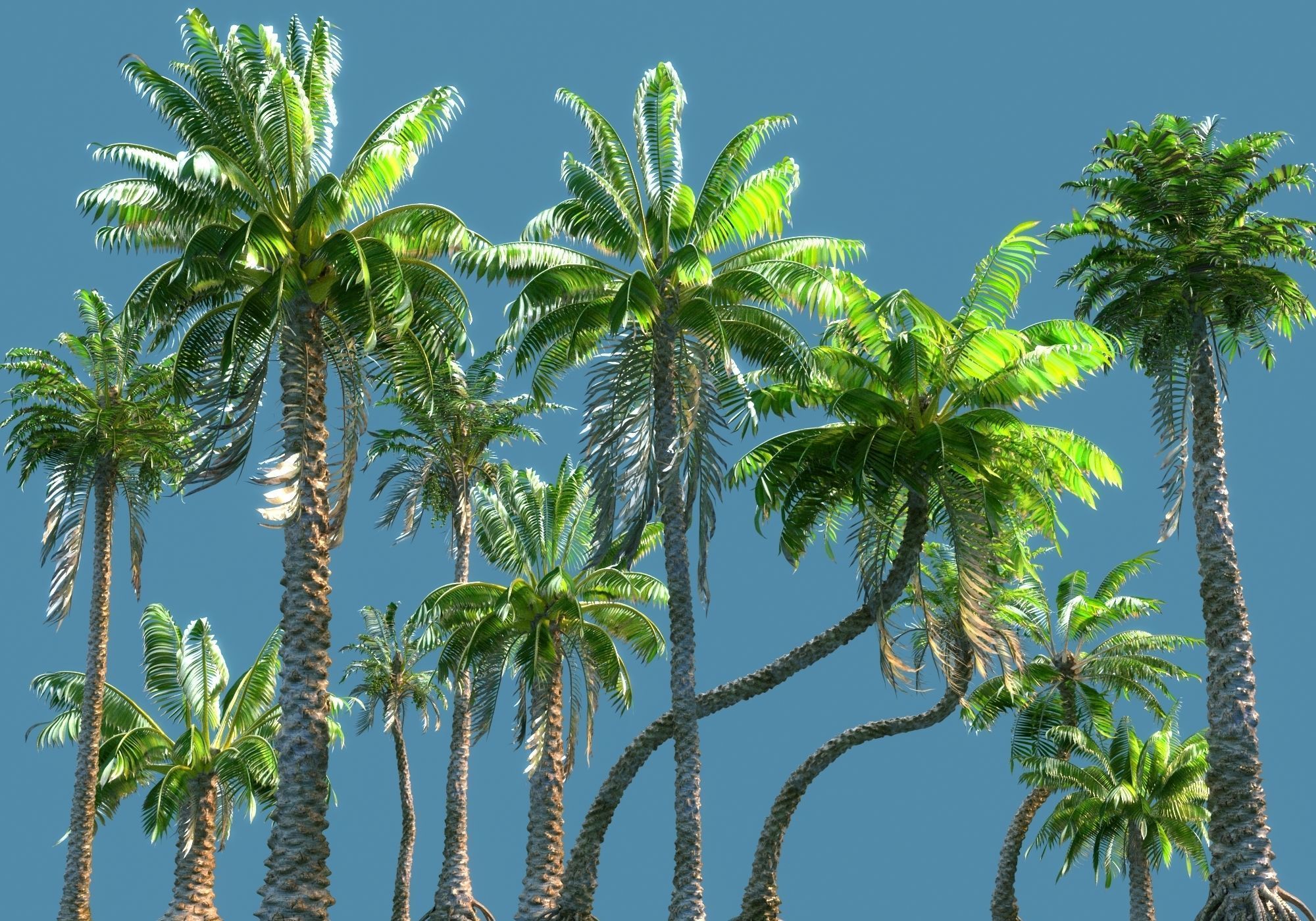 Animated Palm Trees 3D model animated | CGTrader