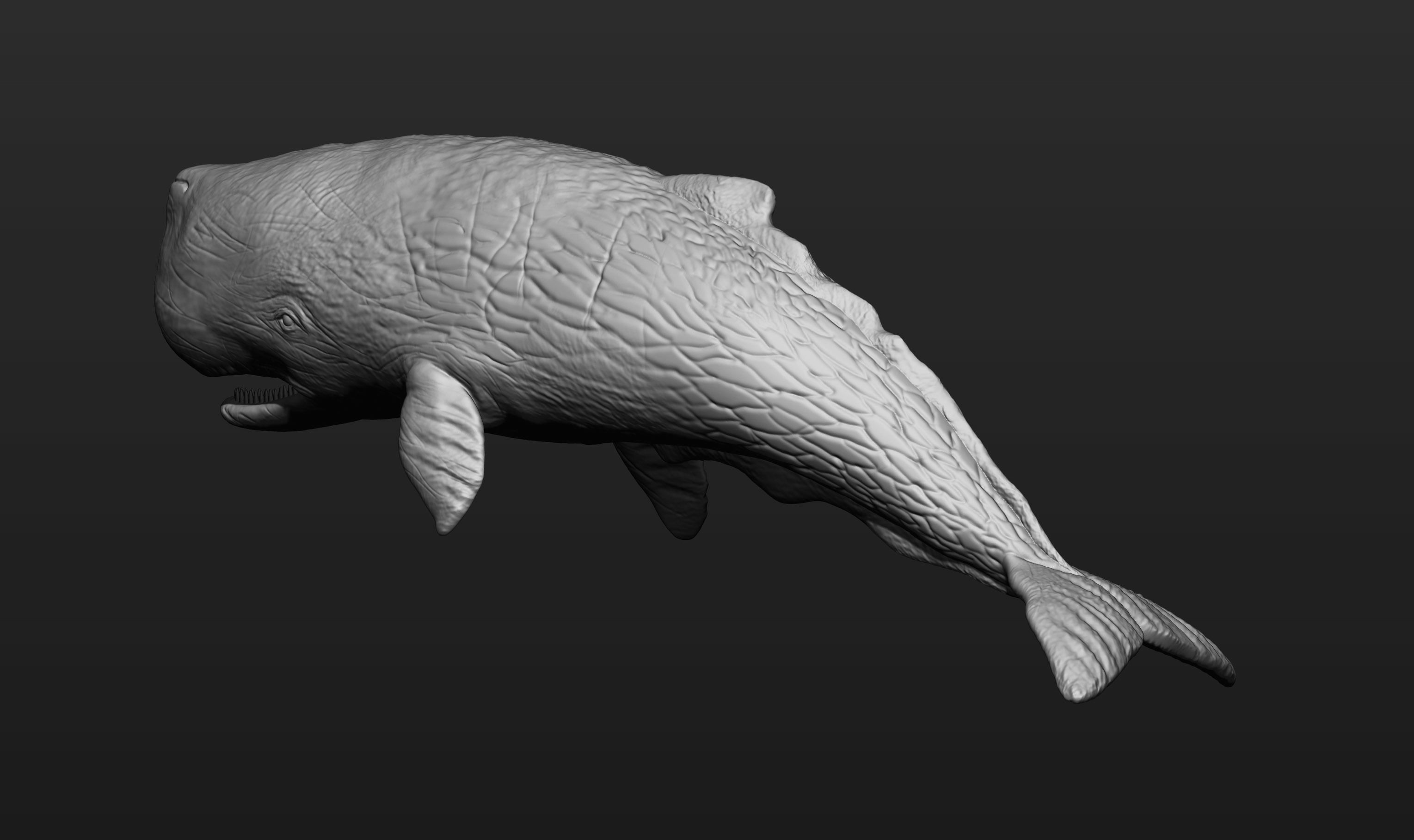 Sperm whale 3D model 3D printable | CGTrader