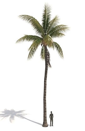 COCONUT TREE 03 - VISUALWORKS STORE - VRAY AND CORONA 3D model | CGTrader