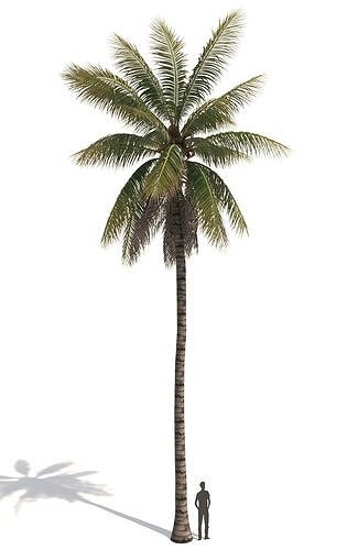 COCONUT TREE 04 - VISUALWORKS STORE - VRAY AND CORONA 3D model | CGTrader
