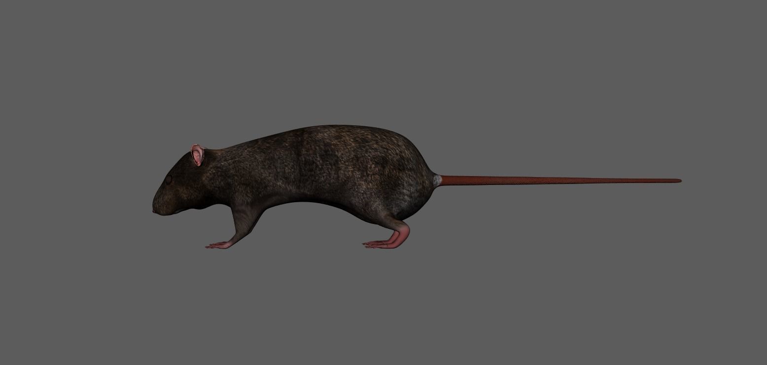 3D Realistic Rat Model with RIG 3D model | CGTrader