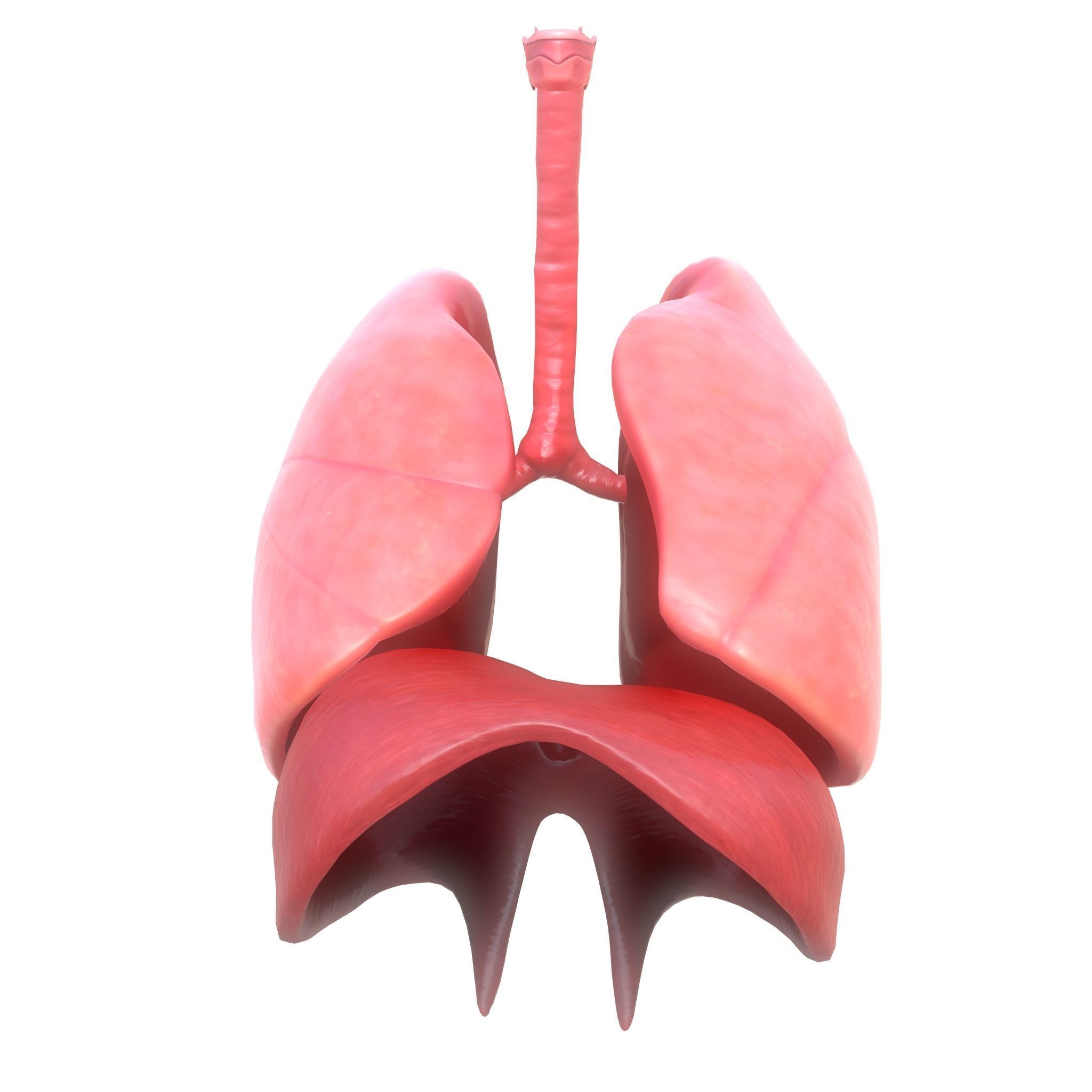3D model Human Respiratory System Animation VR / AR / low-poly | CGTrader