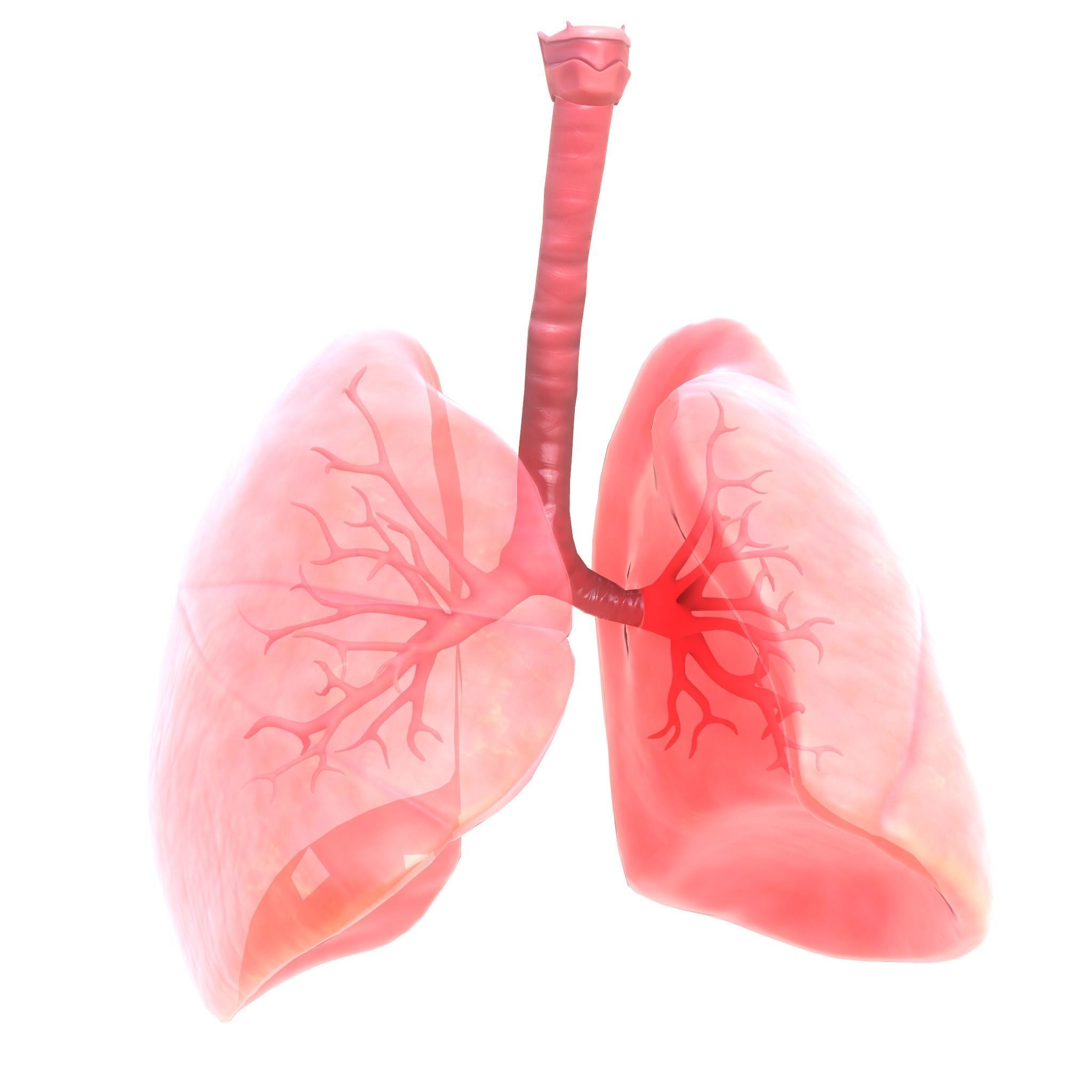 3D model Human Respiratory System Animation VR / AR / low-poly | CGTrader