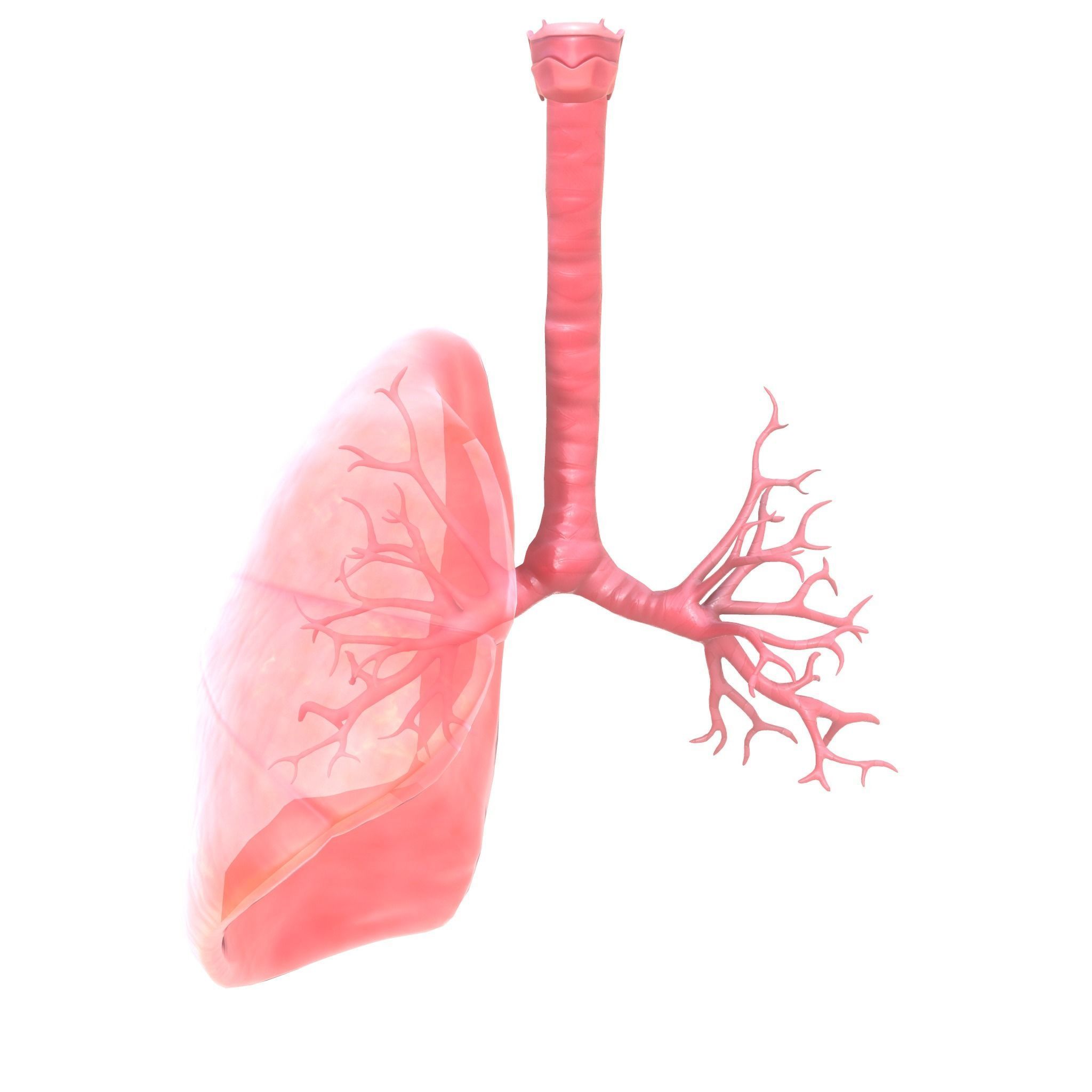 3D model Human Respiratory System Animation VR / AR / low-poly | CGTrader