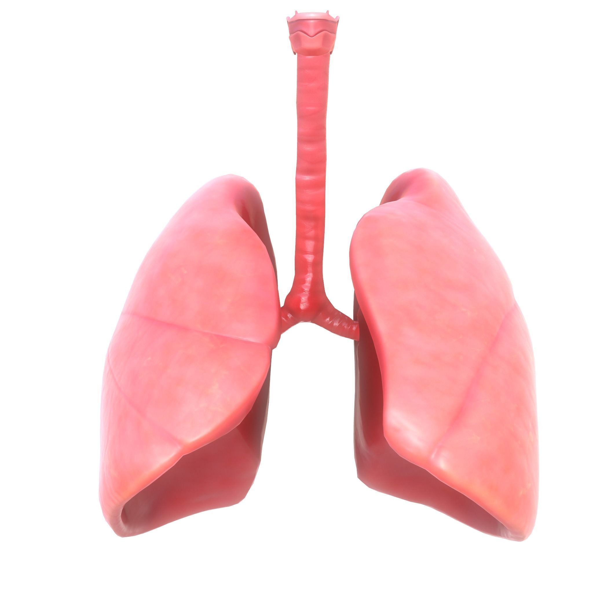 3D model Human Respiratory System Animation VR / AR / low-poly | CGTrader
