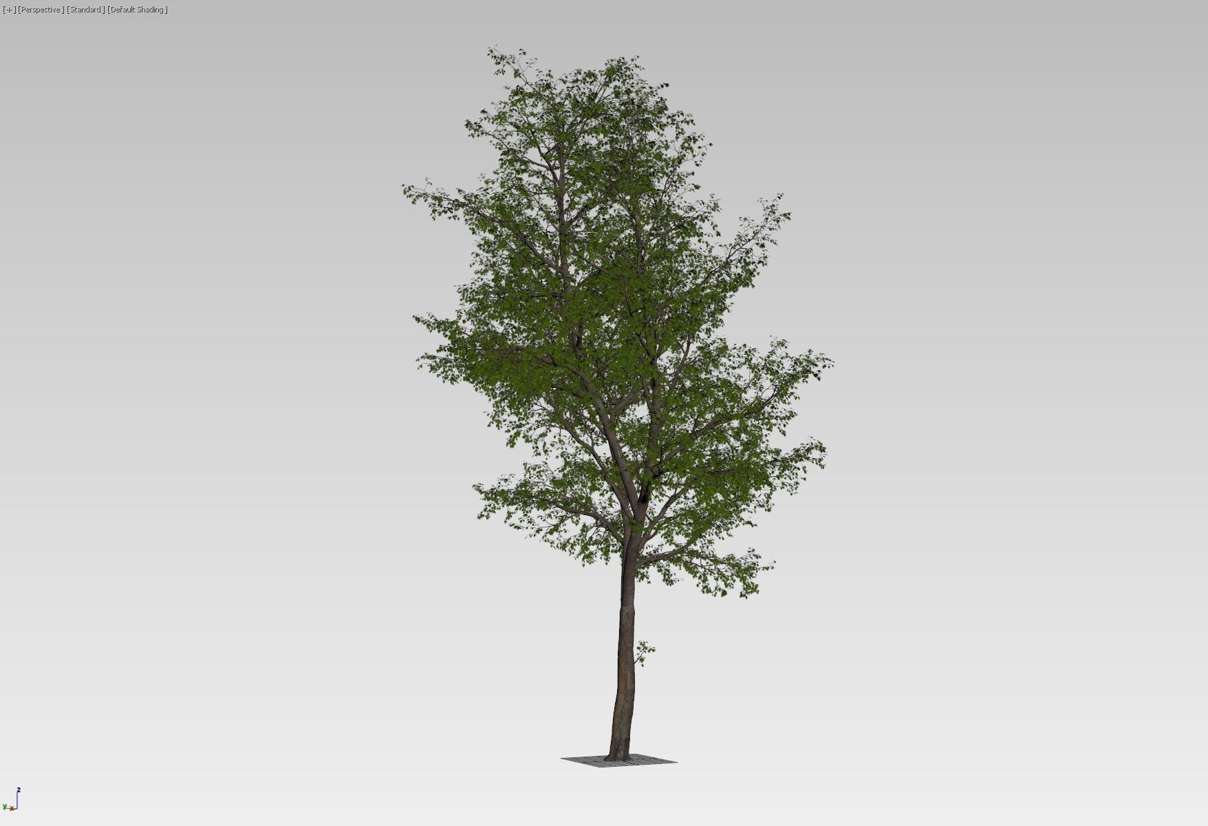 Forest tree 3D model | CGTrader