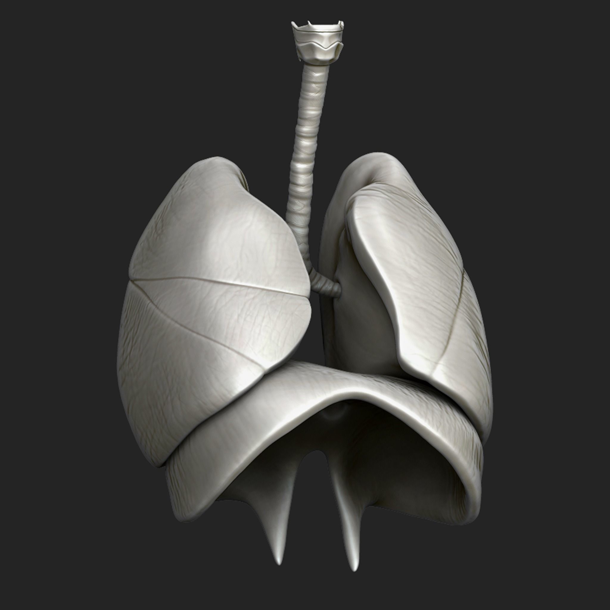 Human Respiratory System Sculpt 3D model | CGTrader