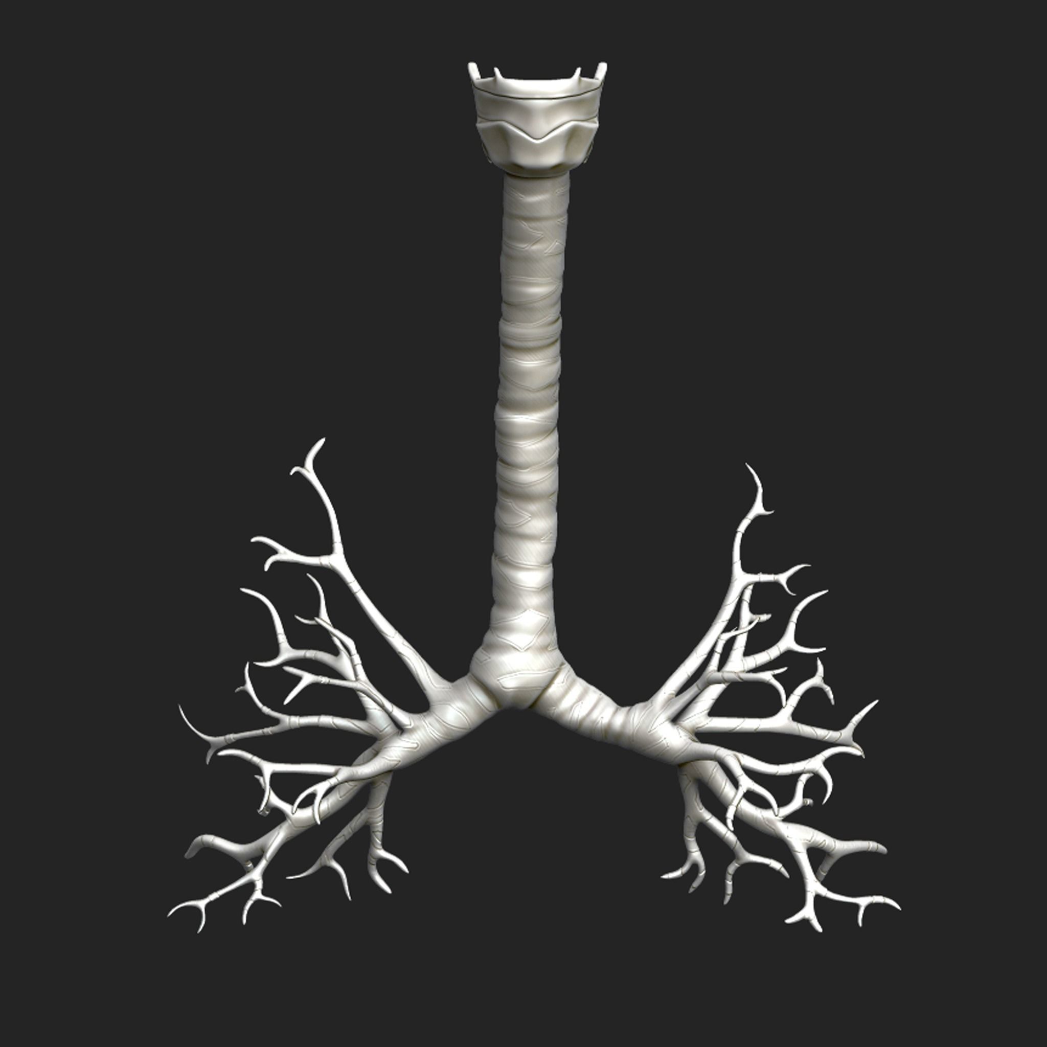 Human Respiratory System Sculpt 3D model | CGTrader