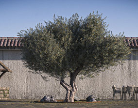 Olive tree 3D Models | CGTrader