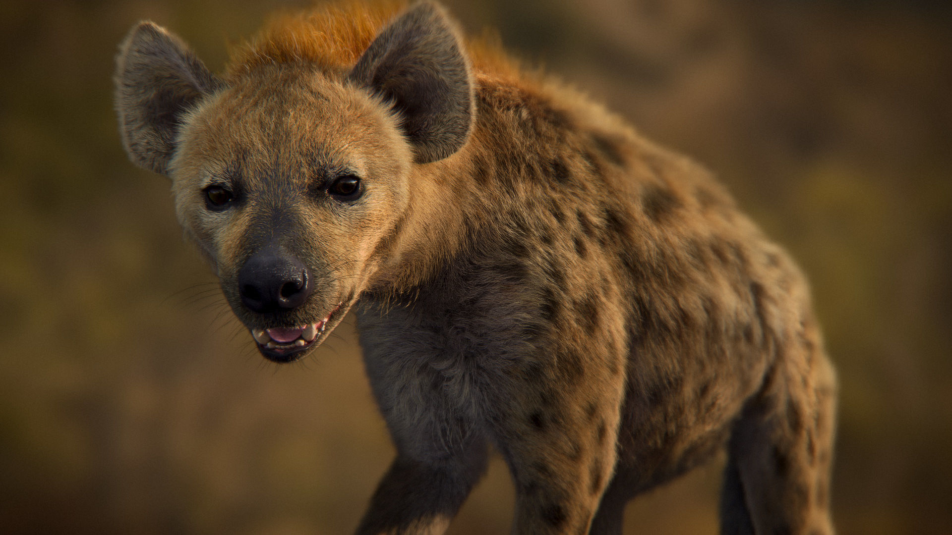 Spotted Hyena Animated 3D model animated rigged | CGTrader