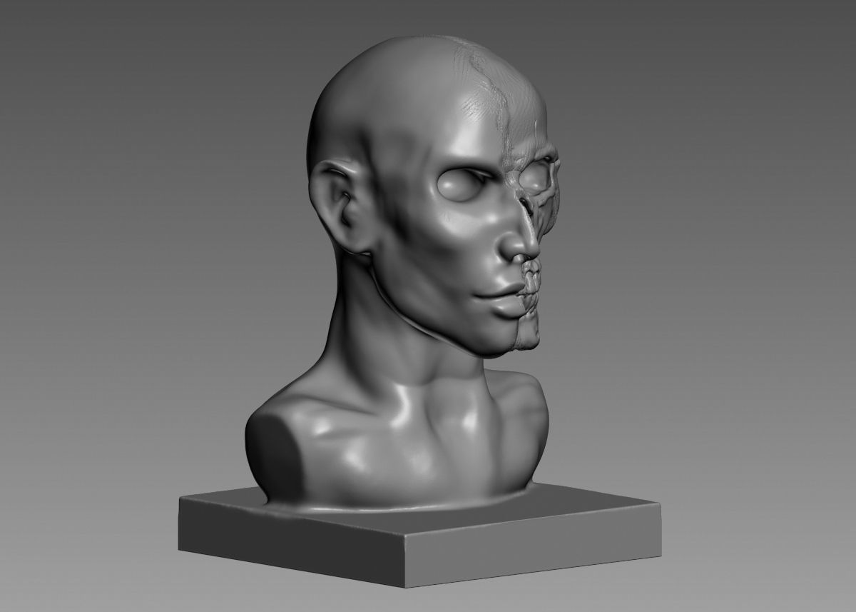 Half face half skull 3d print model 3D model 3D printable | CGTrader