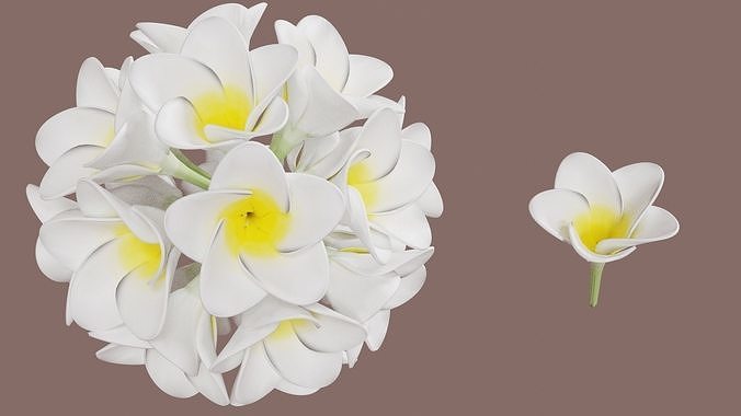 White Flower free VR / AR / low-poly 3D model | CGTrader