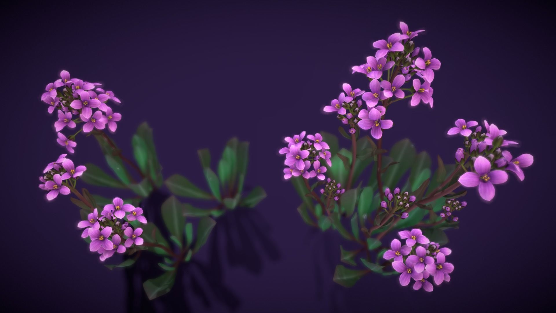 3D model Flower Daggerpod VR / AR / low-poly | CGTrader